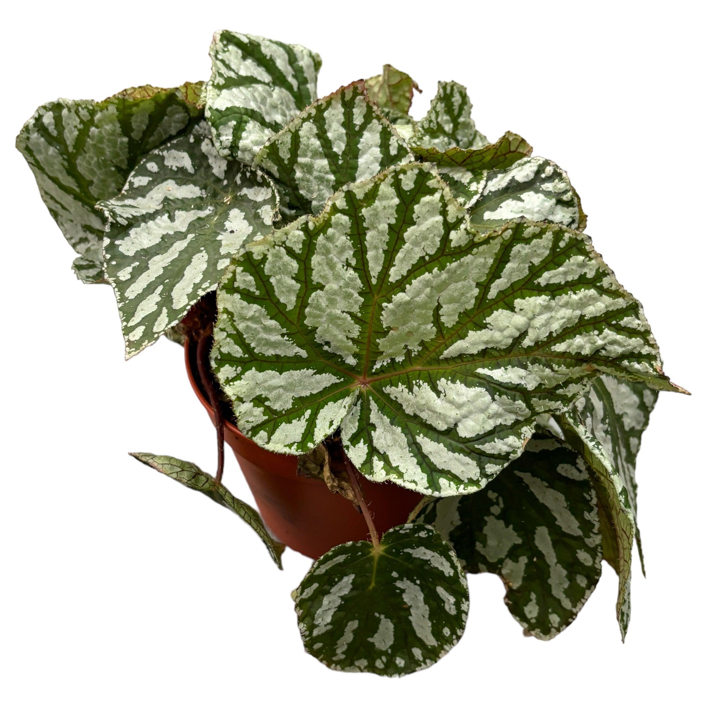 Begonia 'Tap Dance' – Secret Garden Plant Shop