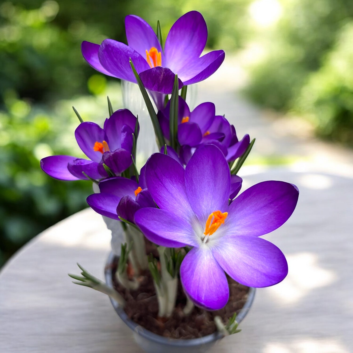 Crocus vernus 'Ruby Giant' in ghiveci (branduse cu floarea mare ...