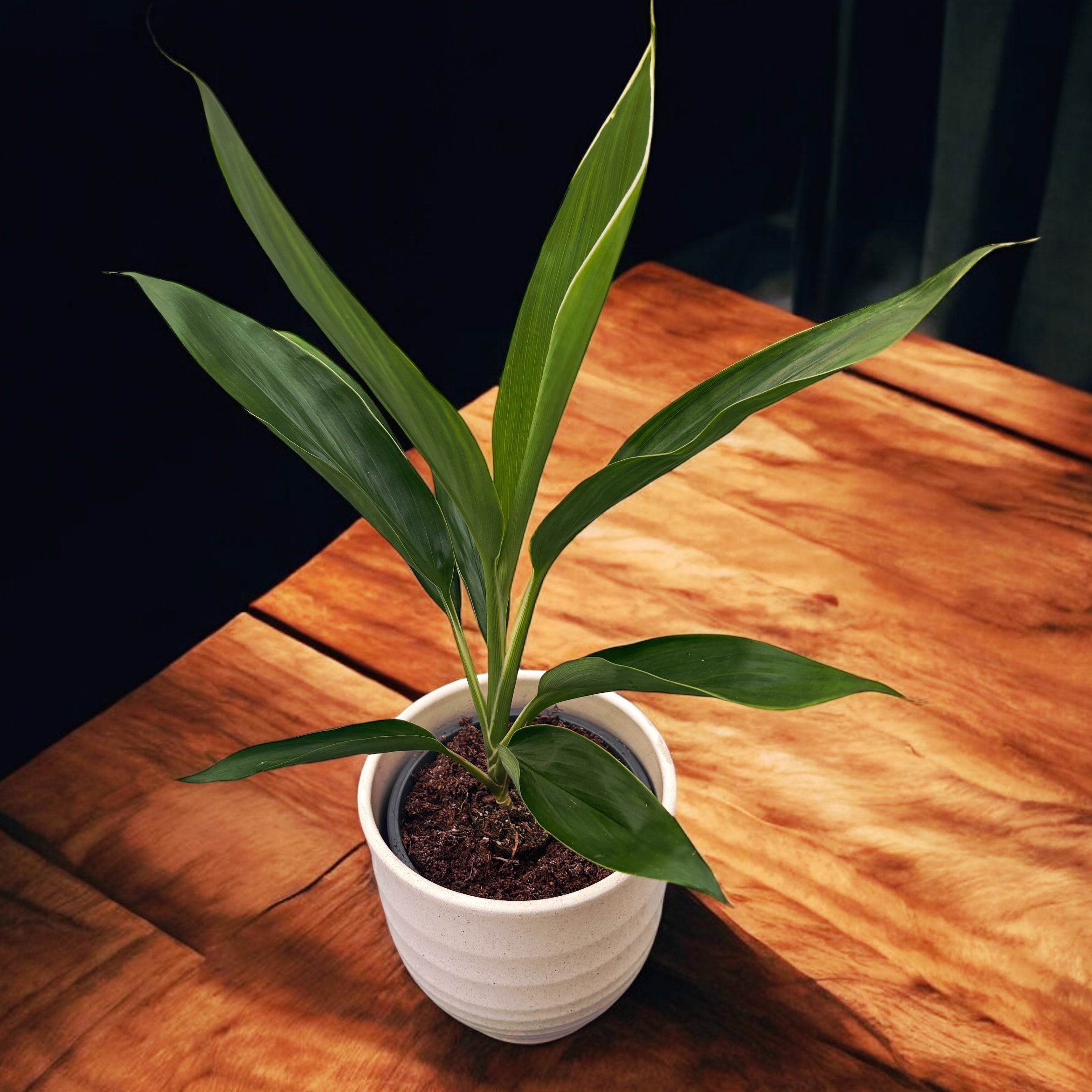 Cordyline fruticosa Conga (Lucky Plant) - planta norocoasa – Secret ...