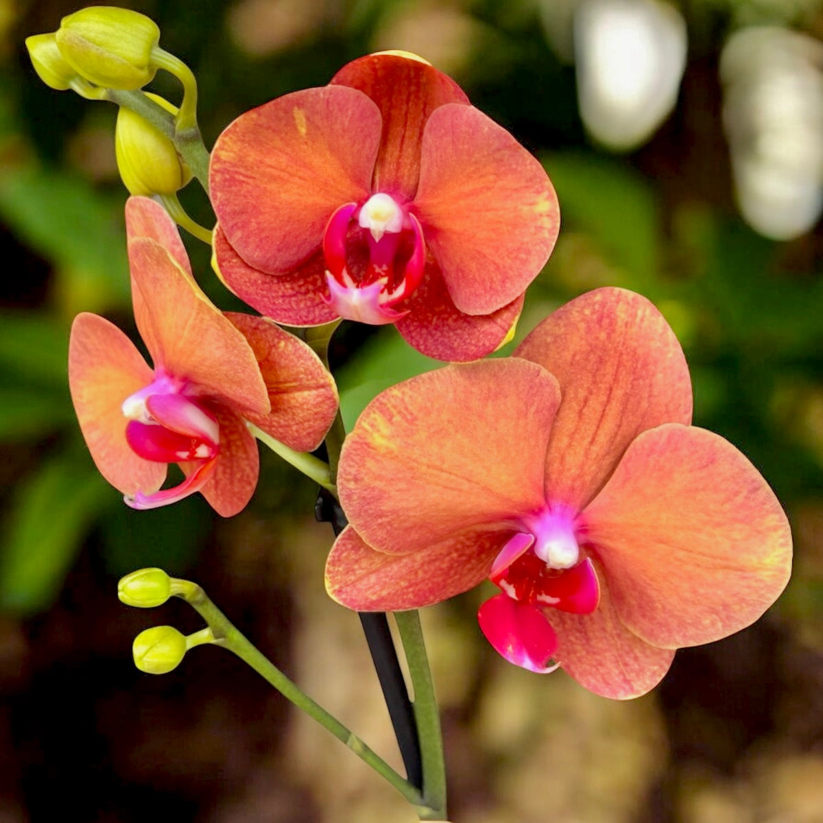 Phalaenopsis Surf Song – Secret Garden Plant Shop
