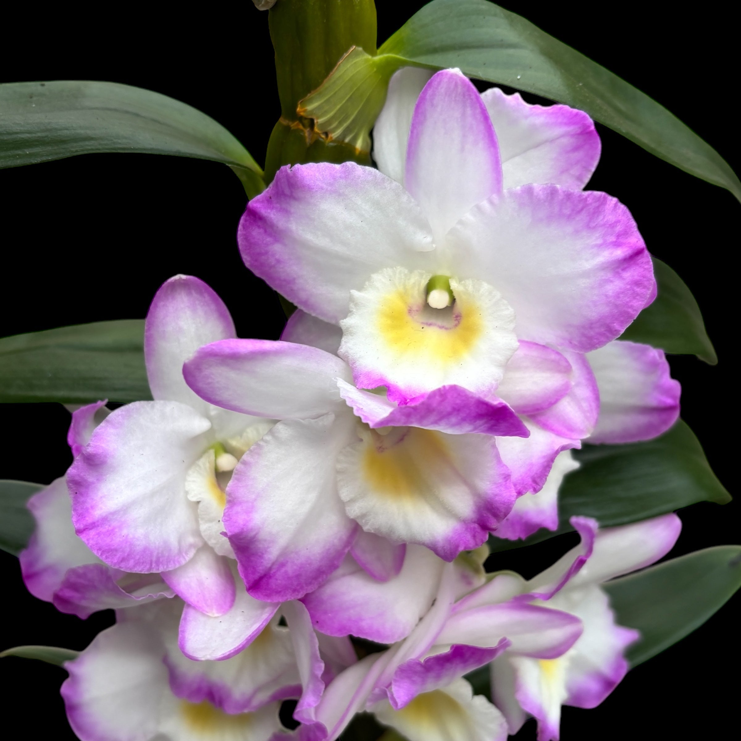 Dendrobium Millionaire ‘Fine Dream’ - parfumat – Secret Garden Plant Shop