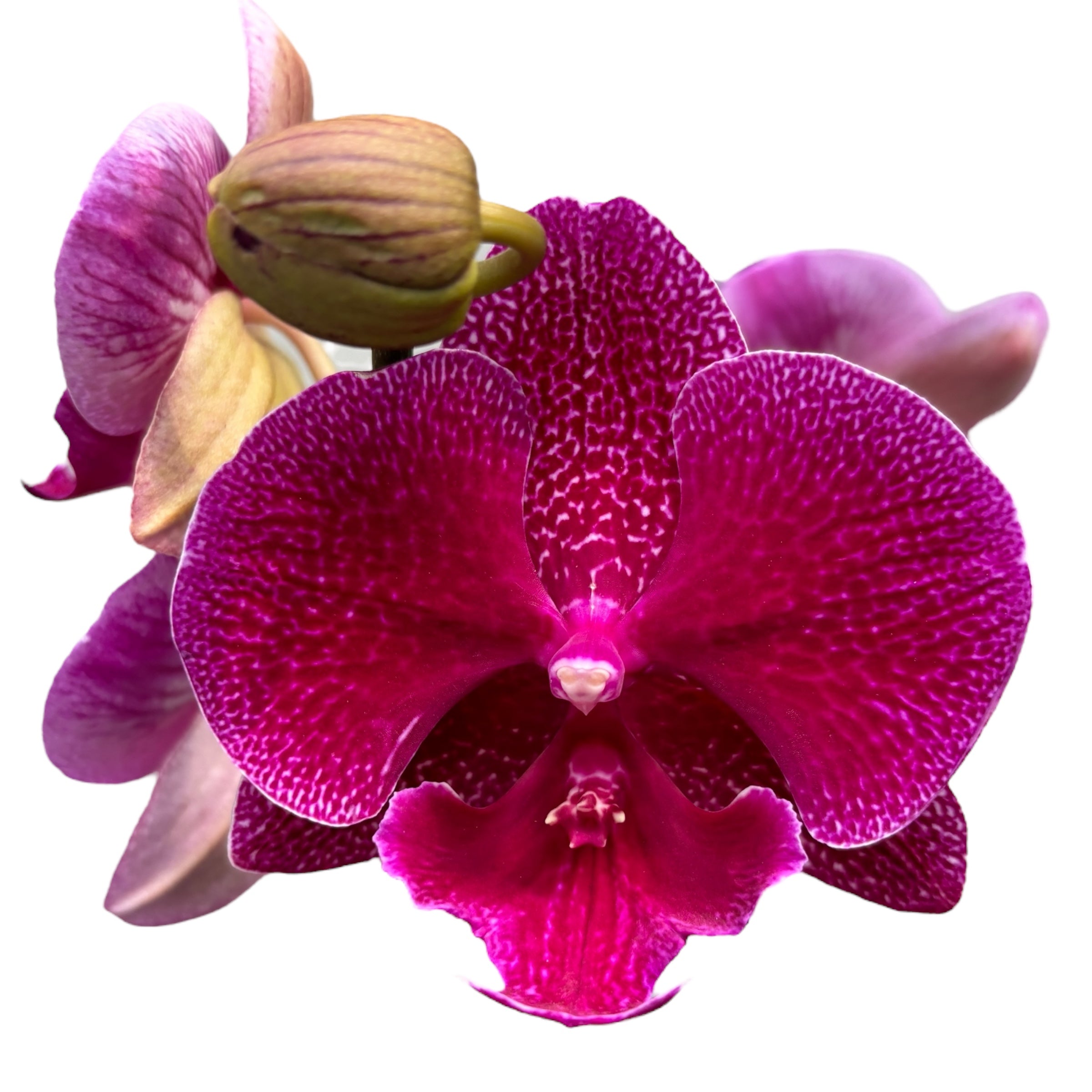 Phalaenopsis Tying Shin Galaxy (Zoja NL)- big lip – Secret Garden Plant ...