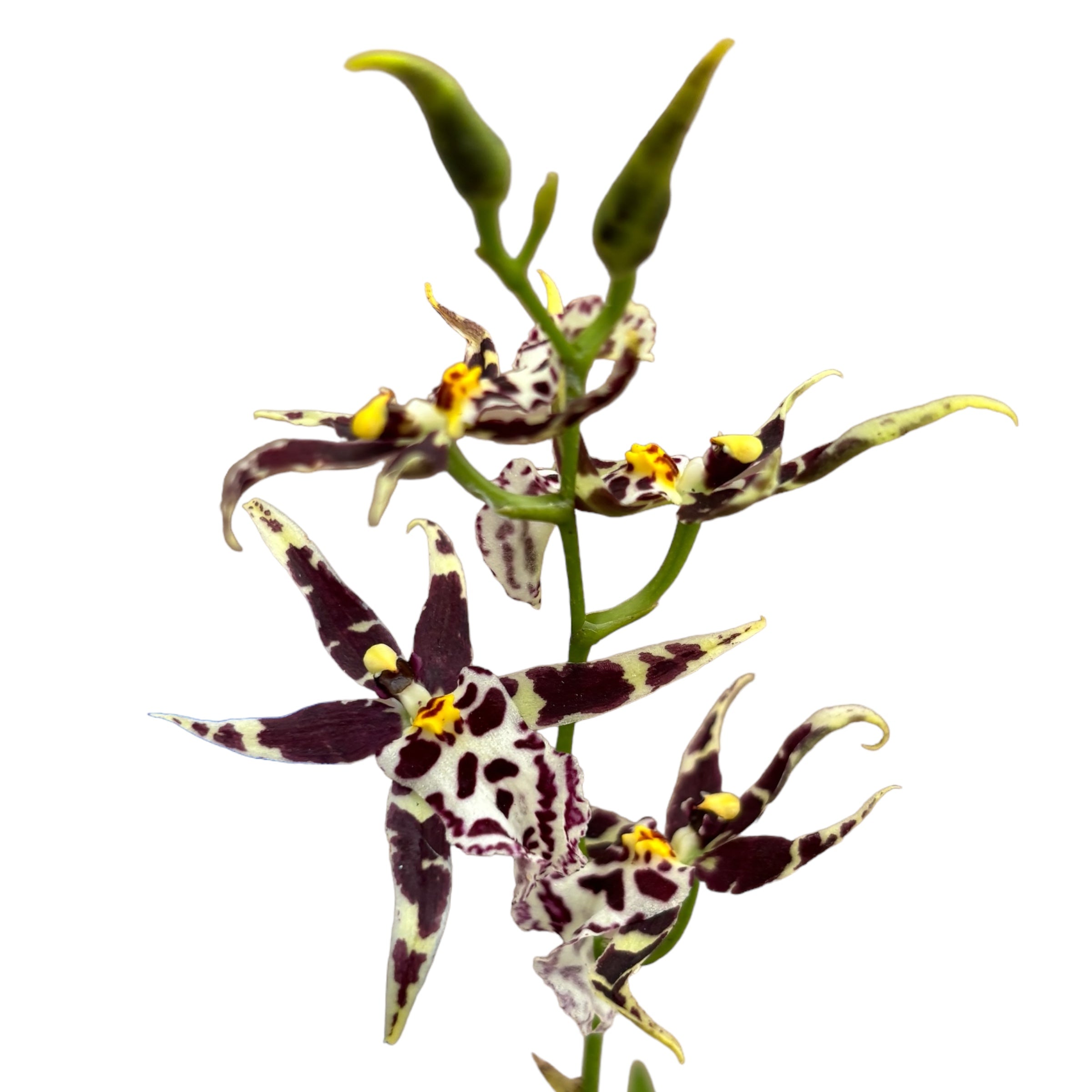 Oncidium (Cyrtocidium) Holm’s Wizard - variation#04- parfumat!