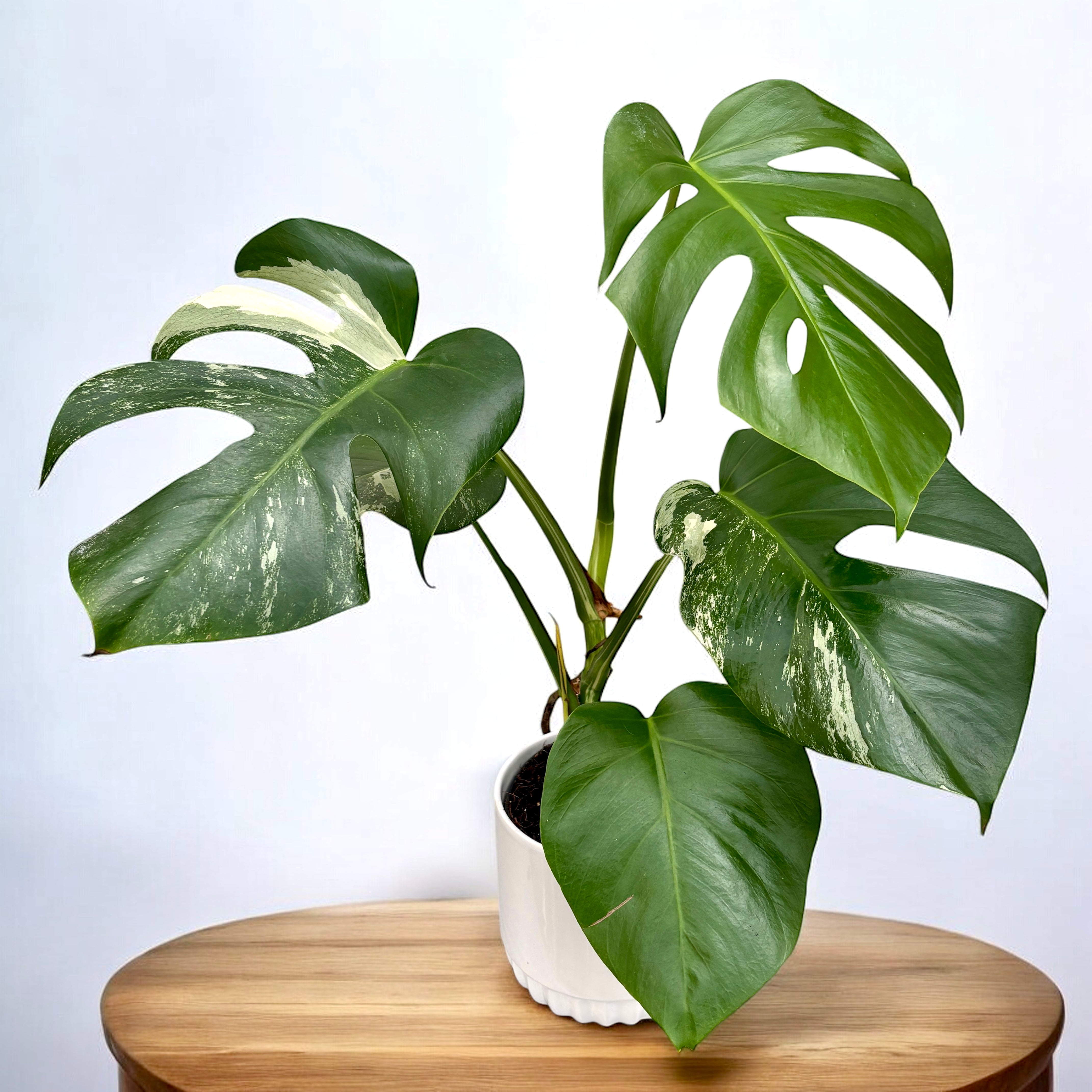 Monstera deliciosa 'Variegata' (low variegation) – Secret Garden Plant Shop