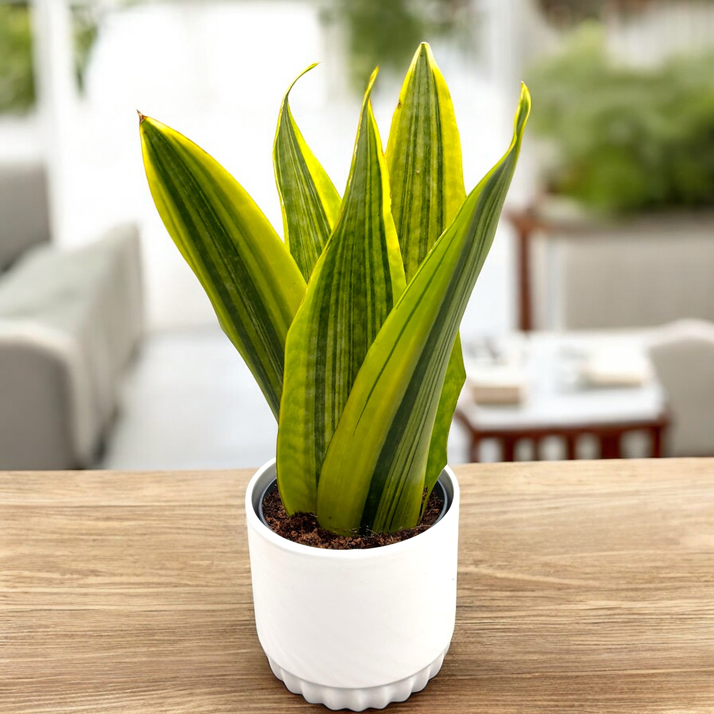 Sansevieria ‘Jamaiquina Queen’ Variegata D12 – Secret Garden Plant Shop