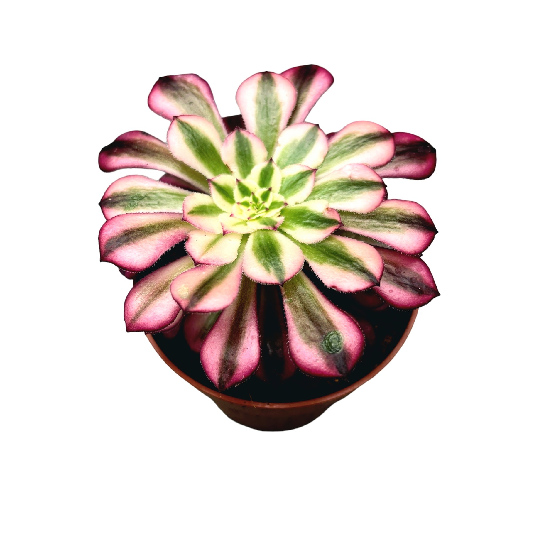 Aeonium Red Copper