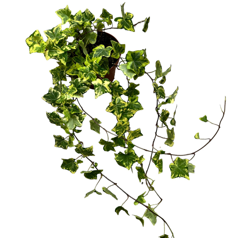 Iedera - Hedera helix 'Golden Kolibri' ('Midas Touch') – Secret Garden ...