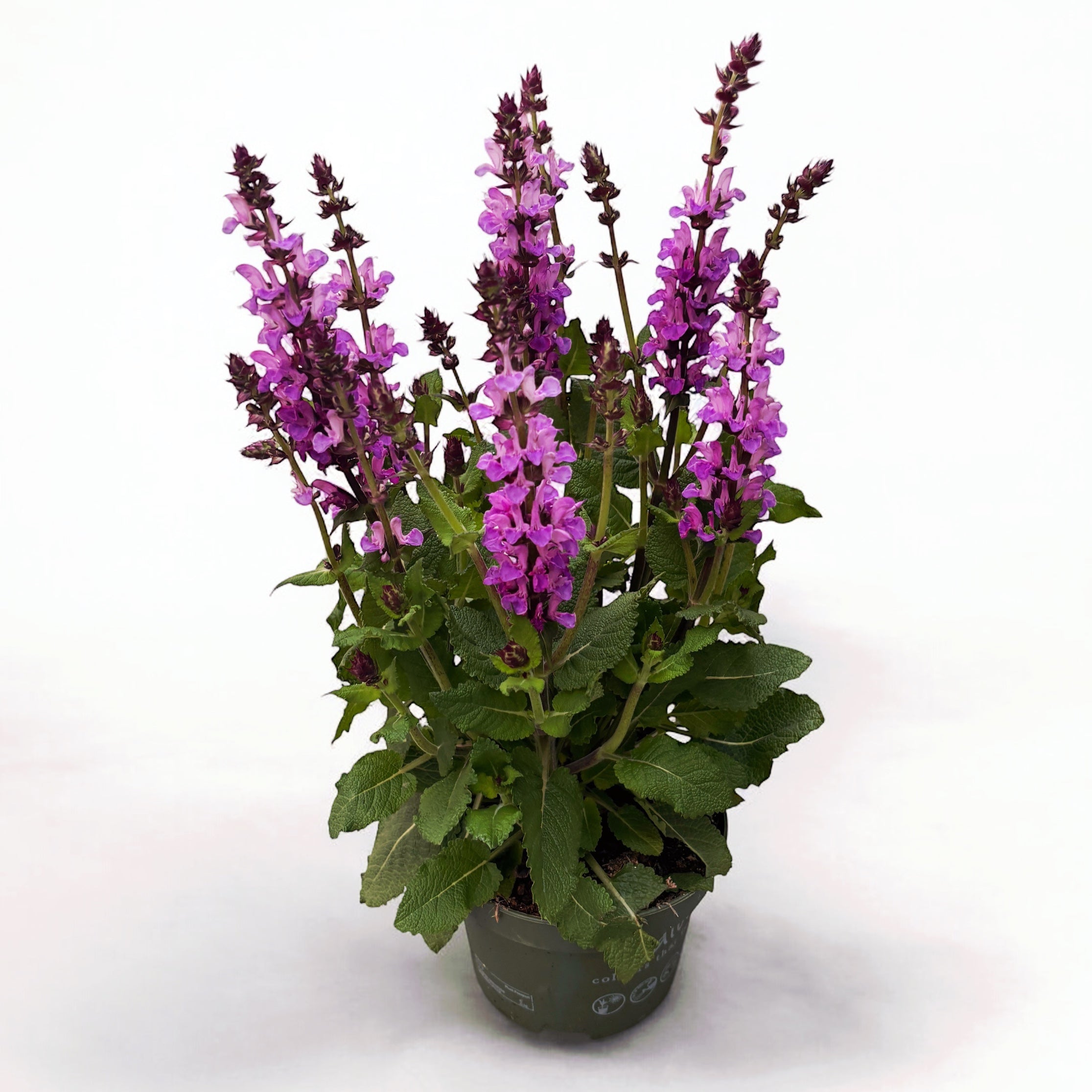 Salvia nemorosa 'Marvel Rose' - salvie perena compacta cu inflorire ro