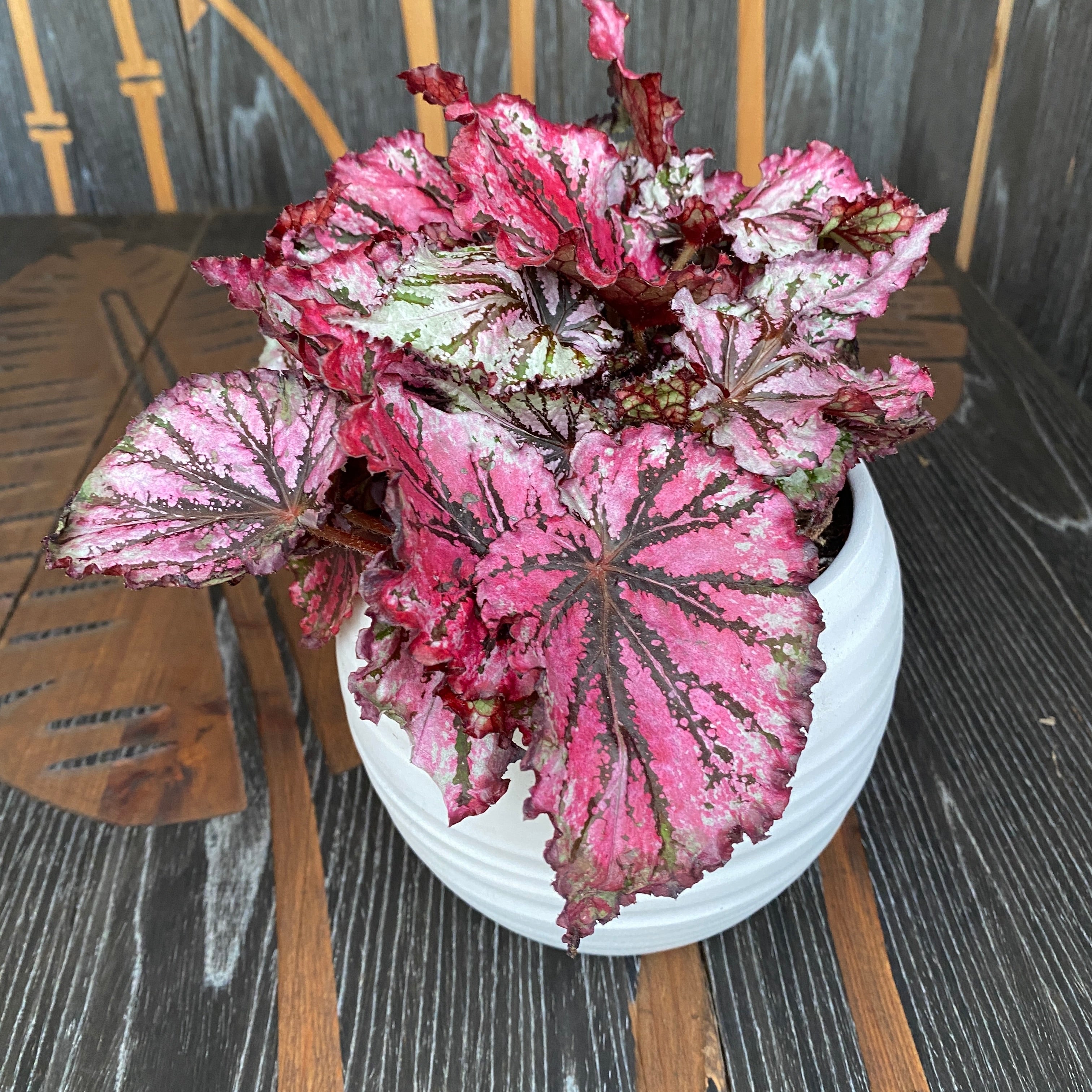 Begonia Magic Colours 'Lambada' – Floraria Secret Garden (SG)
