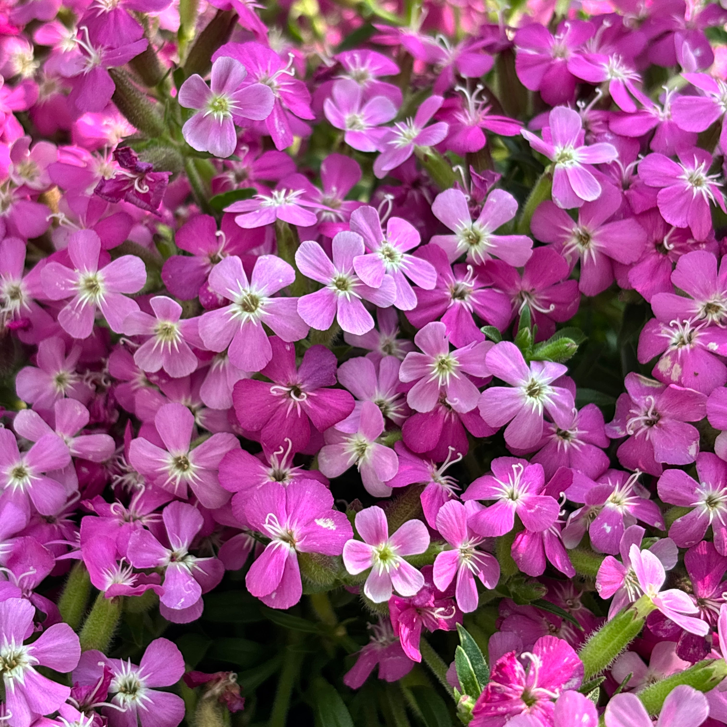 Saponaria ‘Bressingham’ – planta perena cu flori roz, acoperire de sol ...