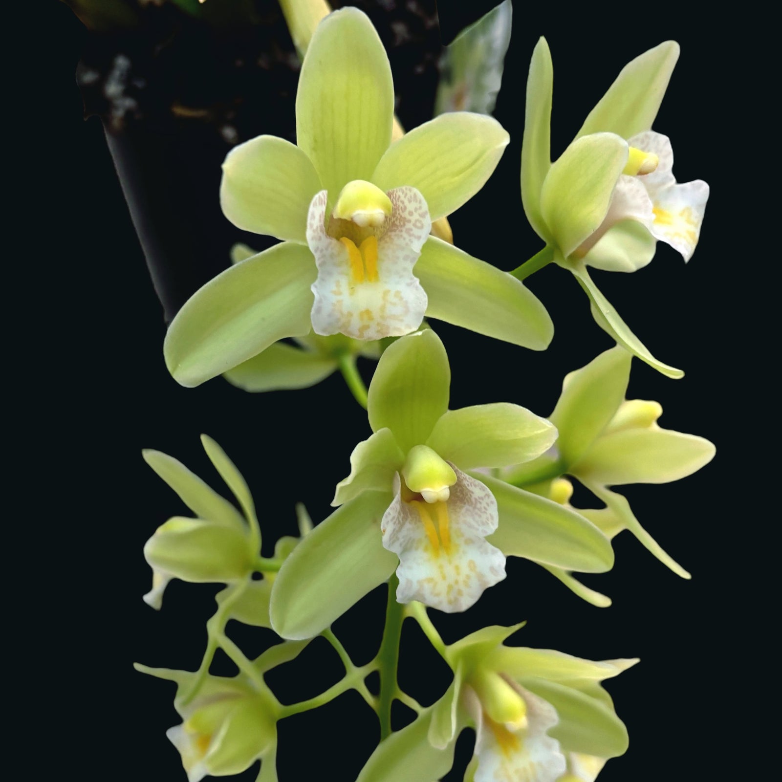 Cymbidium Sarah Jean 'Jennifer' (curgator) – Secret Garden Plant Shop