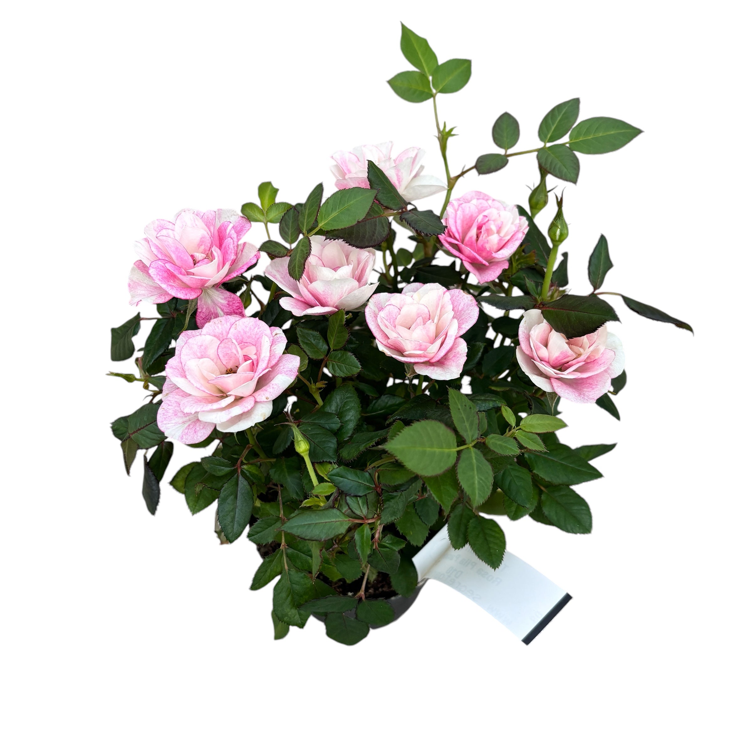 Trandafiri pitici Rosa Piia™ Parade - flori parfumate