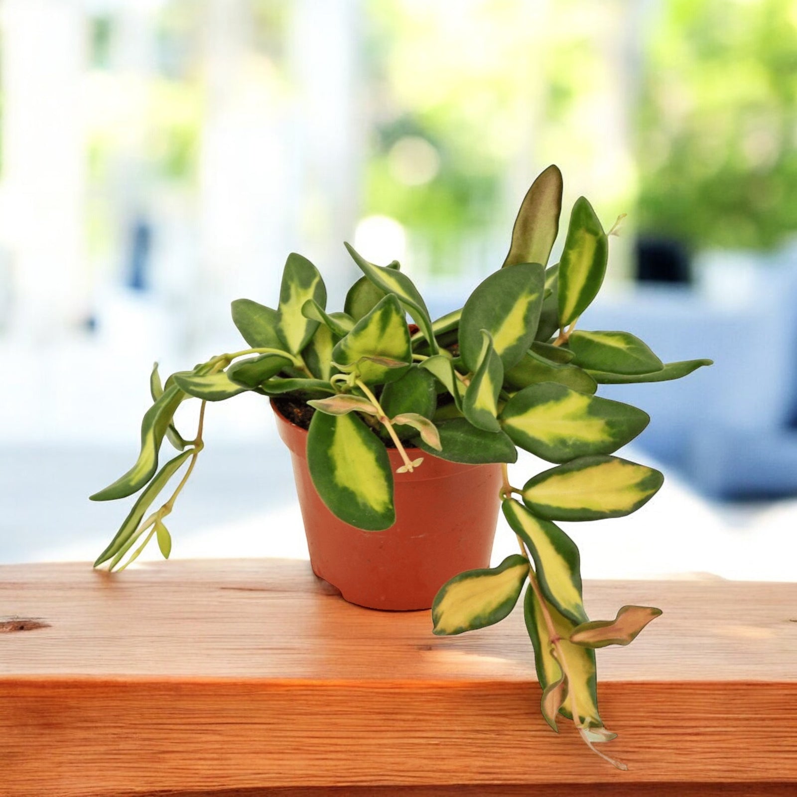 Hoya sp. aff. burtoniae 'Variegata' (Hoya sp. DS-70 variegata) D9 - 2 ...
