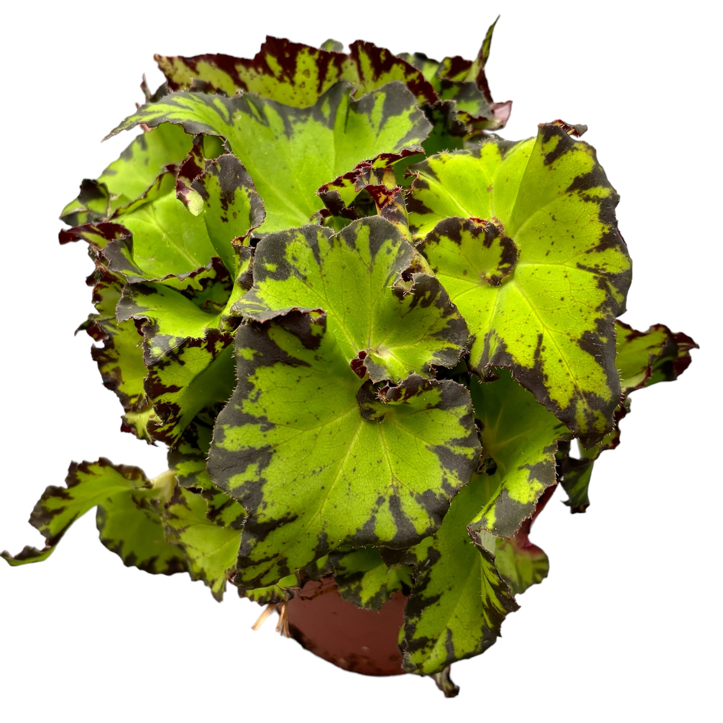 Begonia blad Magic Colours 'Jive' – Secret Garden Plant Shop