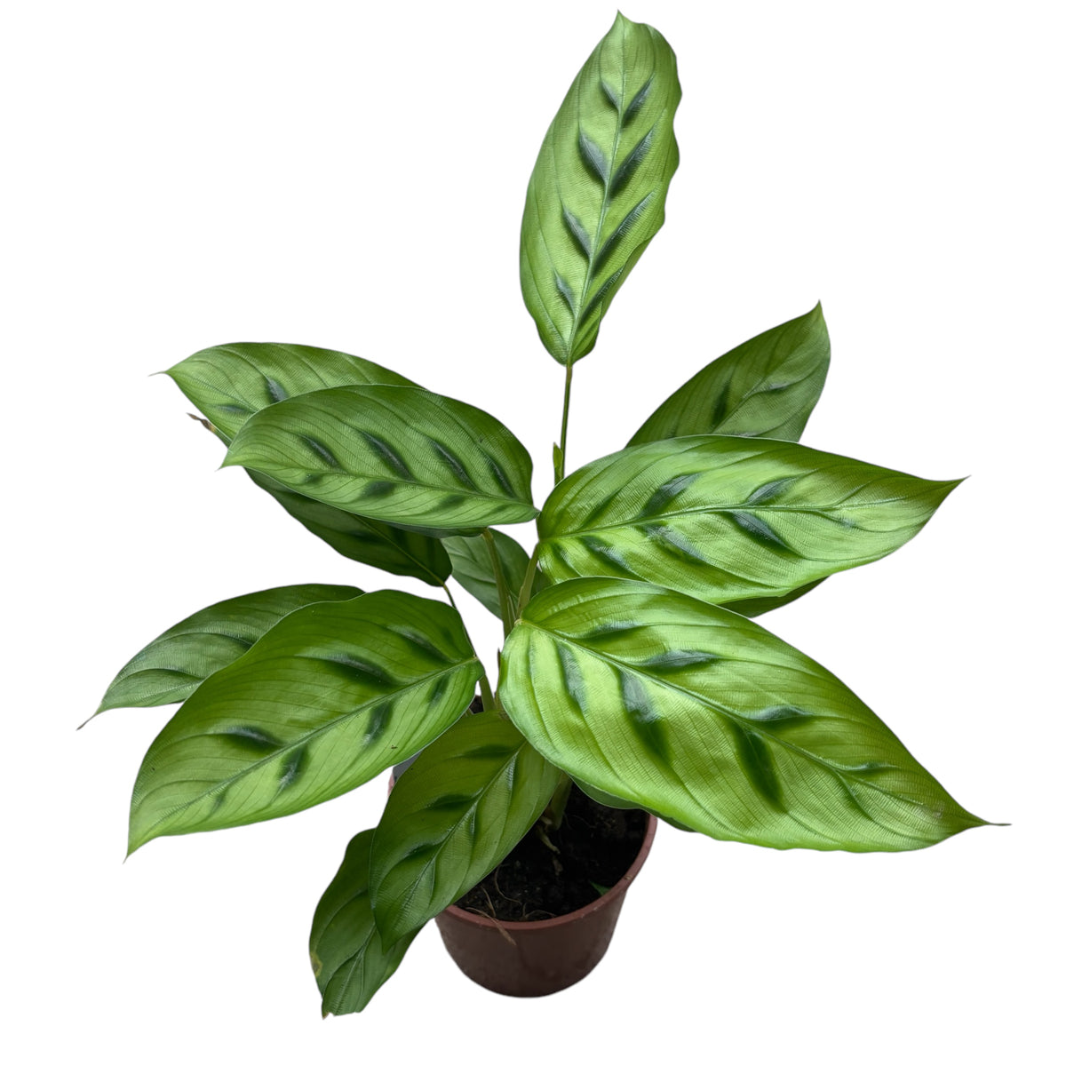 Calathea Leopardina (planta paun) D12 – Secret Garden Plant Shop
