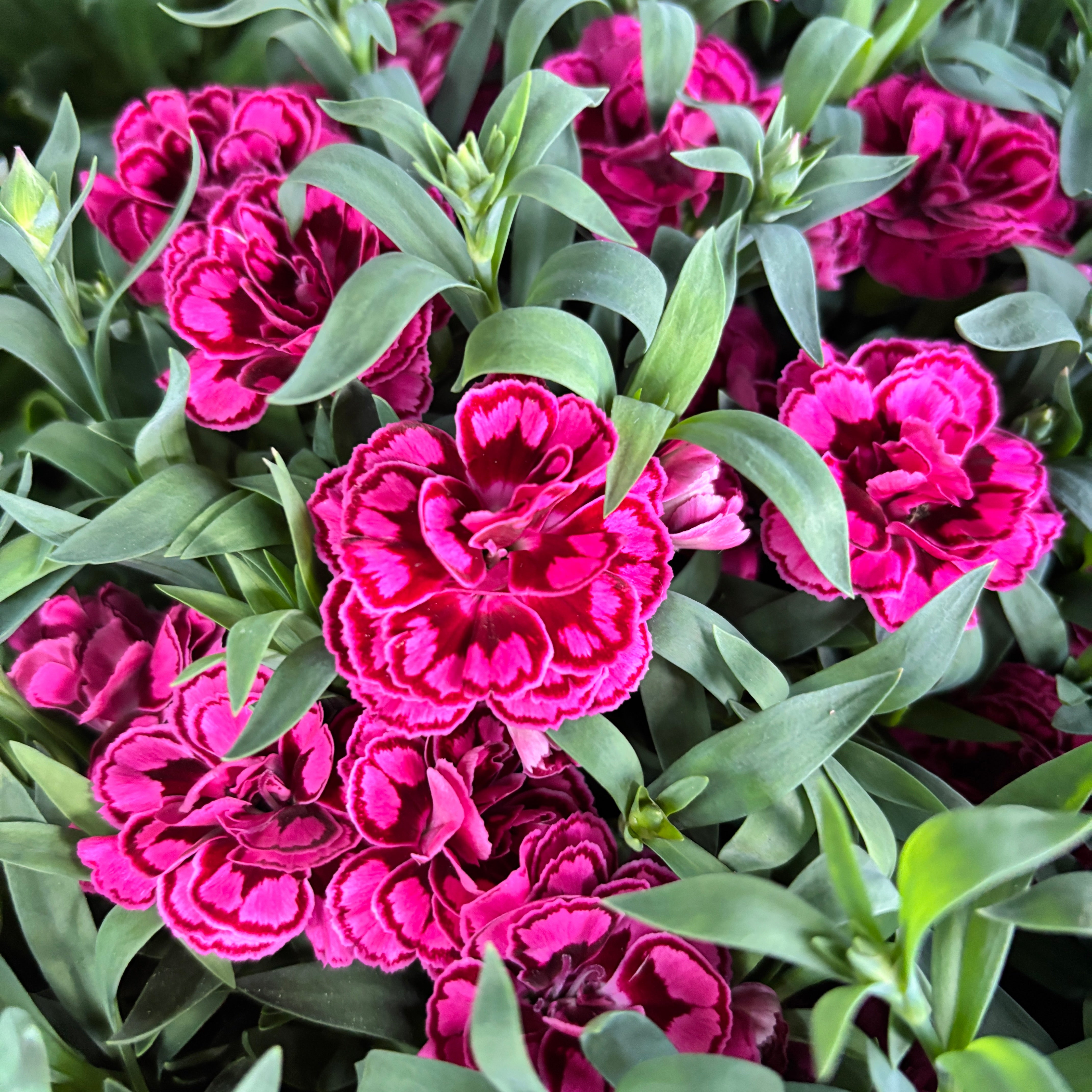 Dianthus caryophyllus ‘Oscar Purple Wings - garofita perena, flori ...