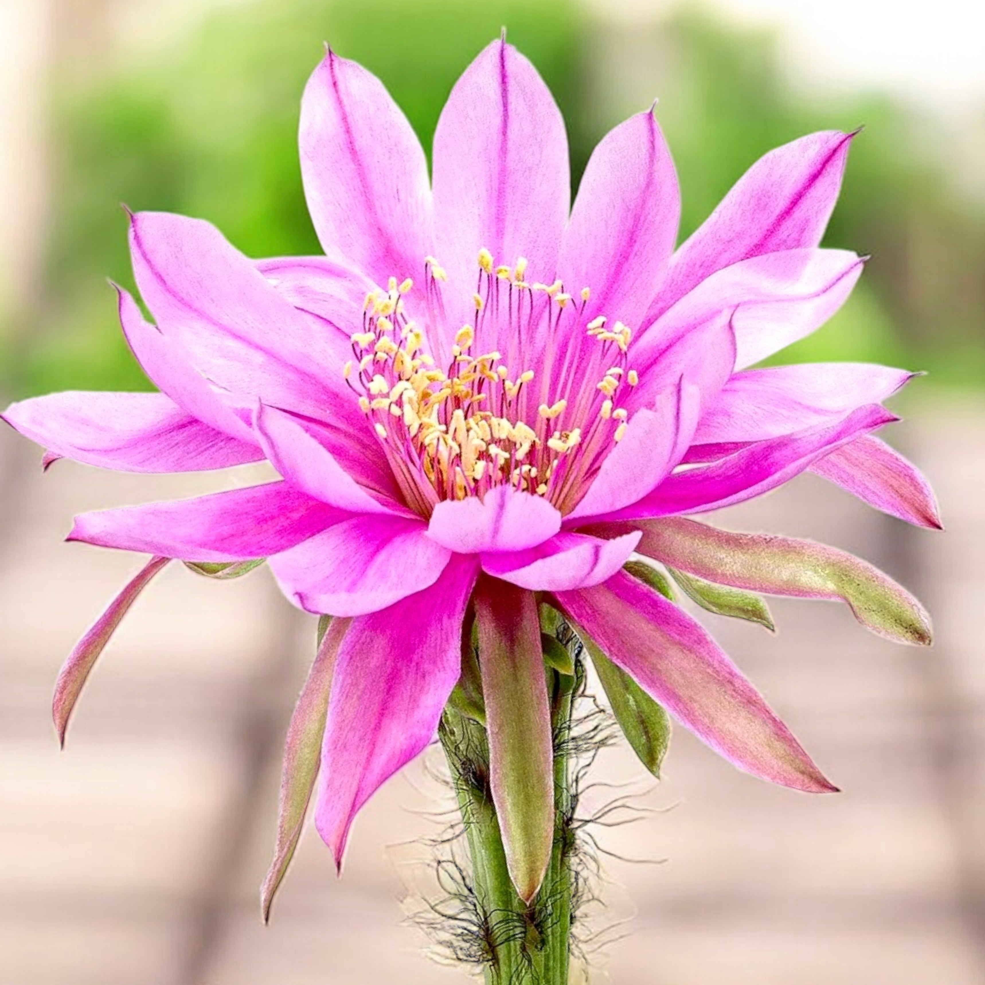 Echinopsis cardenasiana inermis - cactus cu flori mari – Secret Garden ...