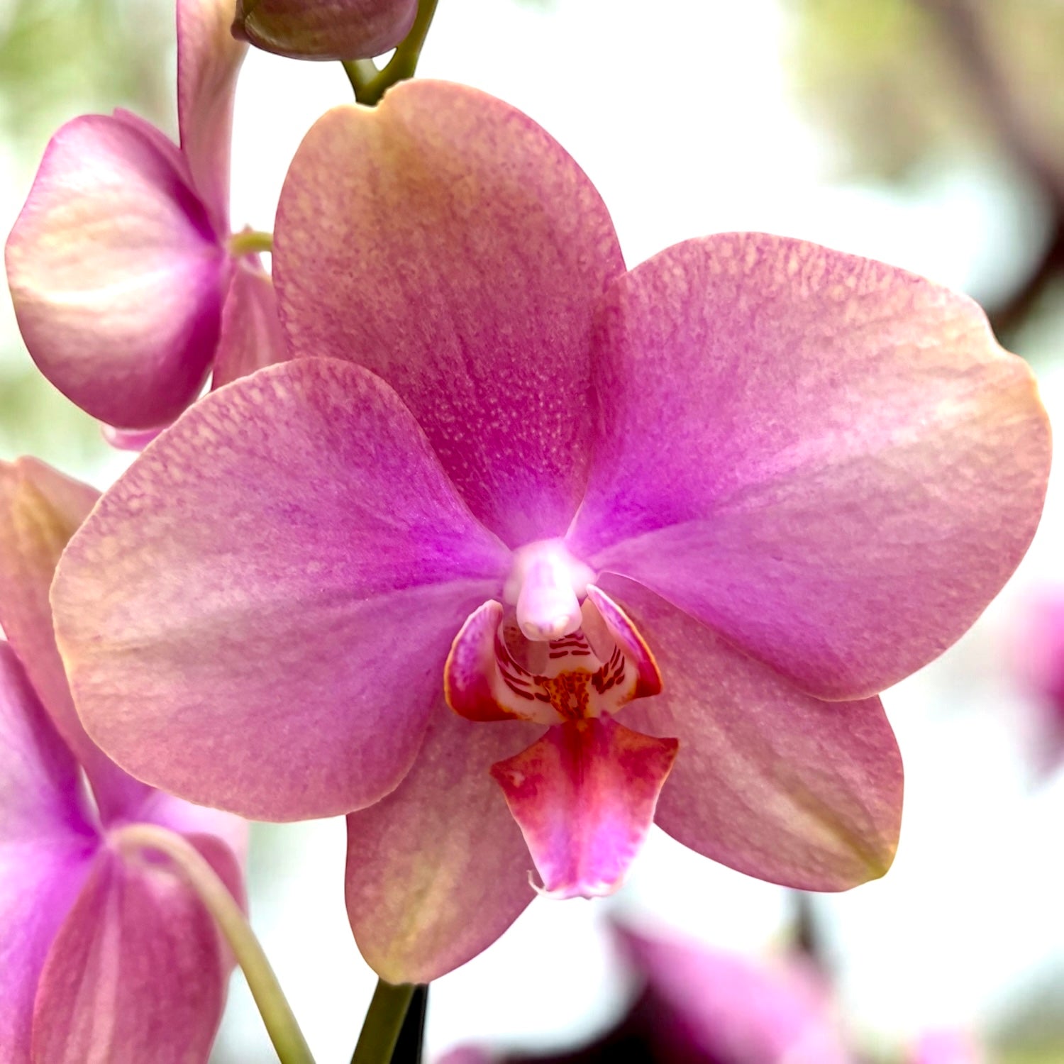 Phalaenopsis Baby Dynamite – Secret Garden Plant Shop