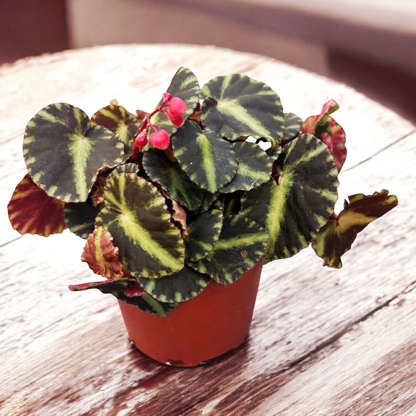 Begonia 'Cleopatra' – Secret Garden Plant Shop