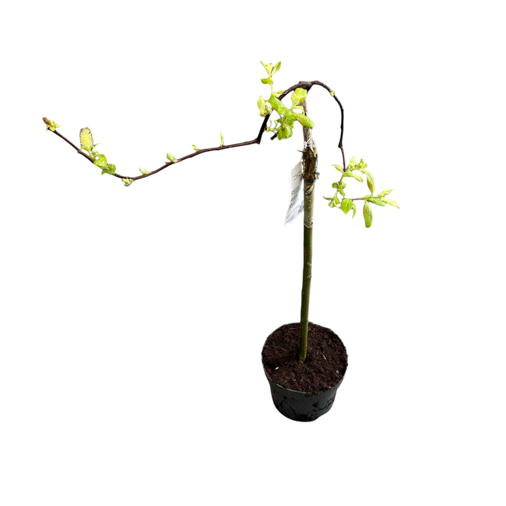 Salix caprea 'Kilmarnock' - salcie curgatoare (pe picior) – Secret ...