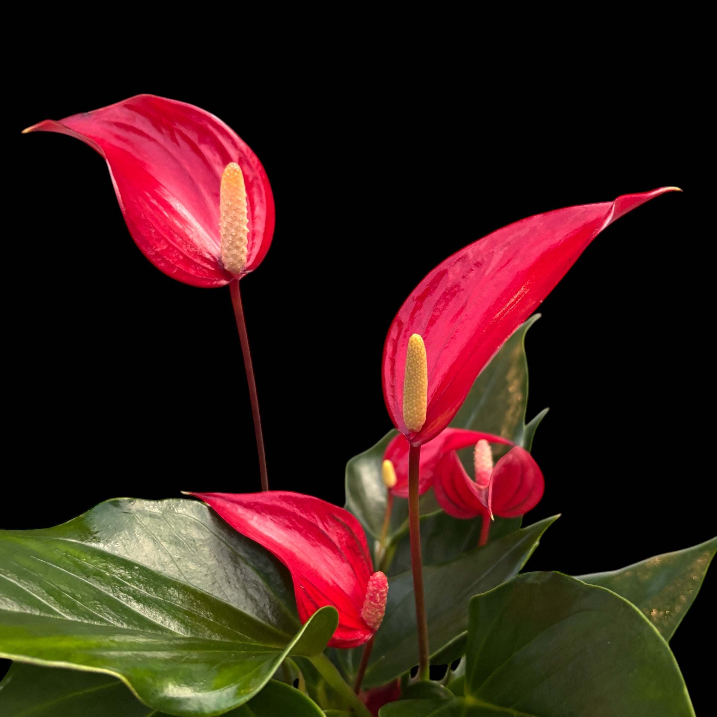 Anthurium Lilli Roja – Secret Garden Plant Shop