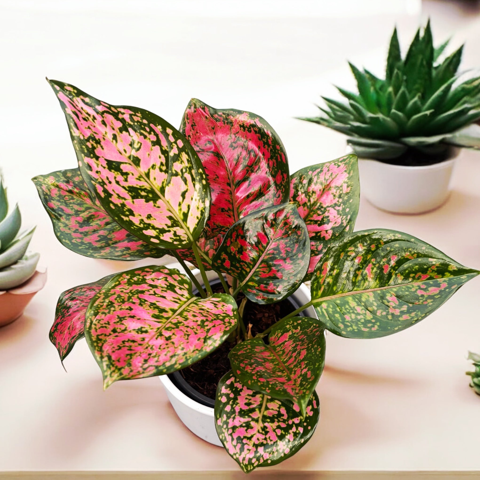 Aglaonema ‘Red Valentine’ – Secret Garden Plant Shop
