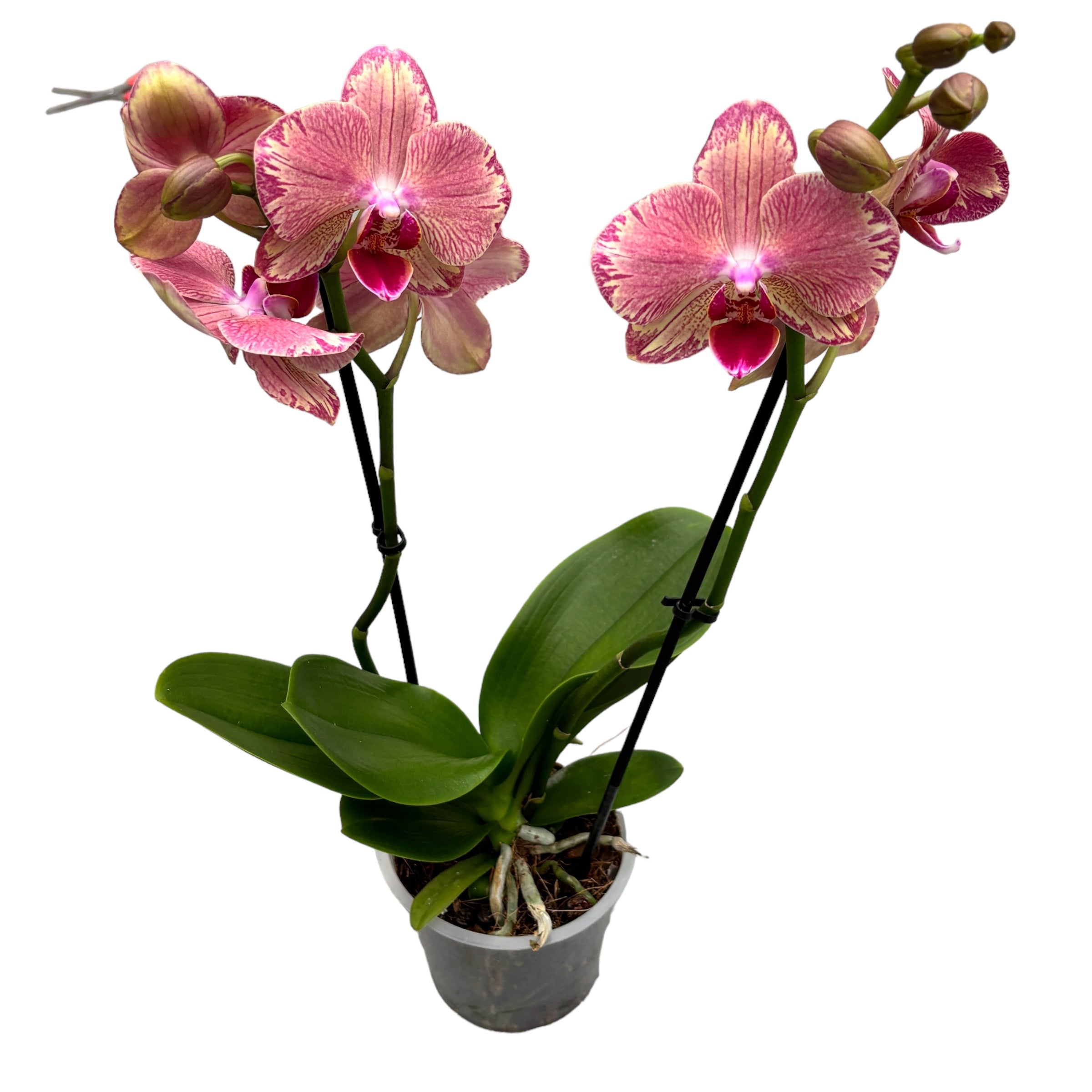 Phalaenopsis Pirate Picotee