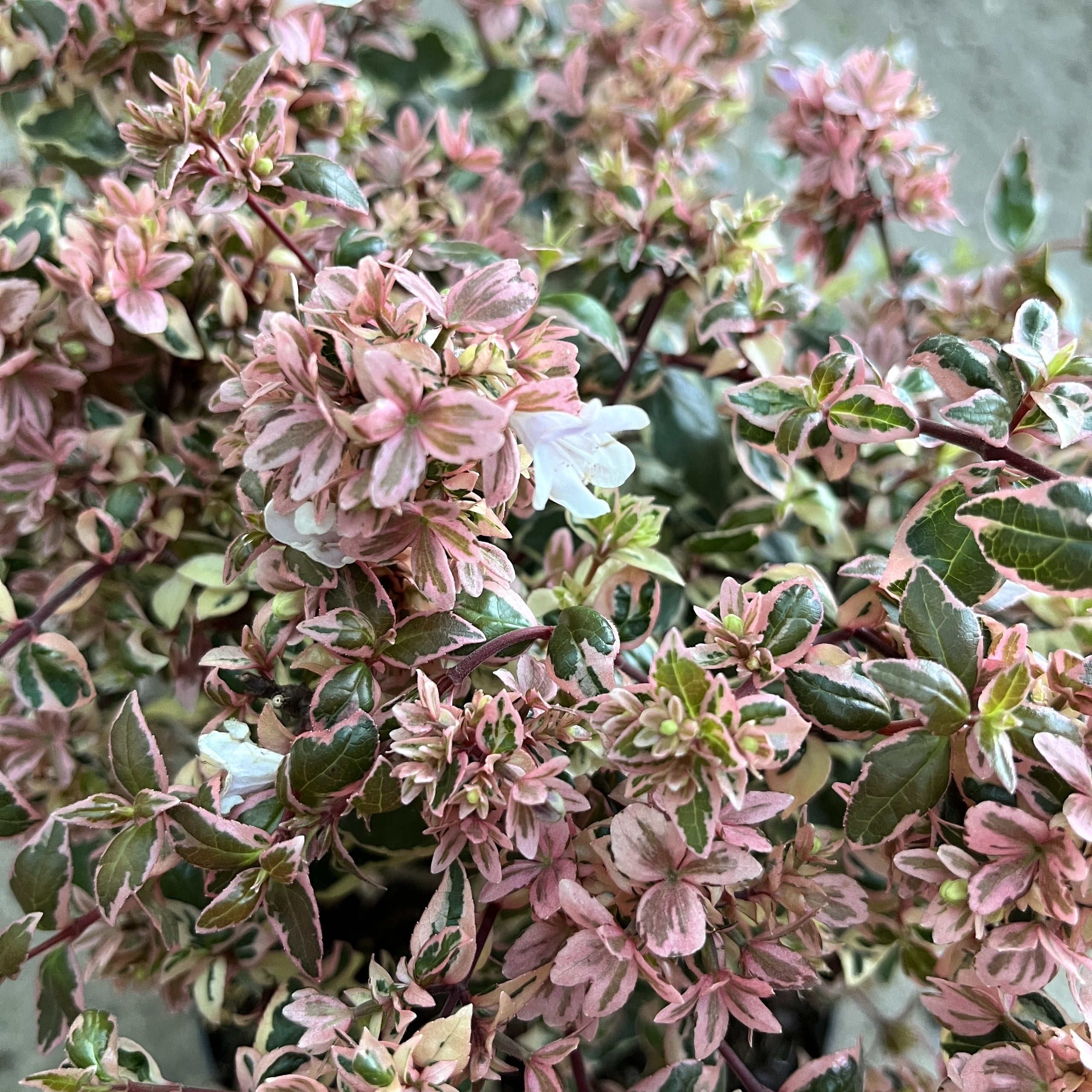 Abelia grandiflora 'Magic Daydream' – Secret Garden Plant Shop