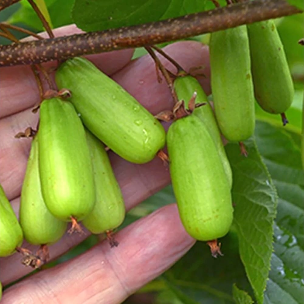 Kiwi - Actinidia kolomikta Dr. Szymanowski - autofertil, foliaj specta ...