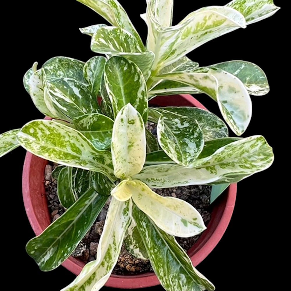 Adenium obesum 'Snow White' (variegated) – Secret Garden Plant Shop