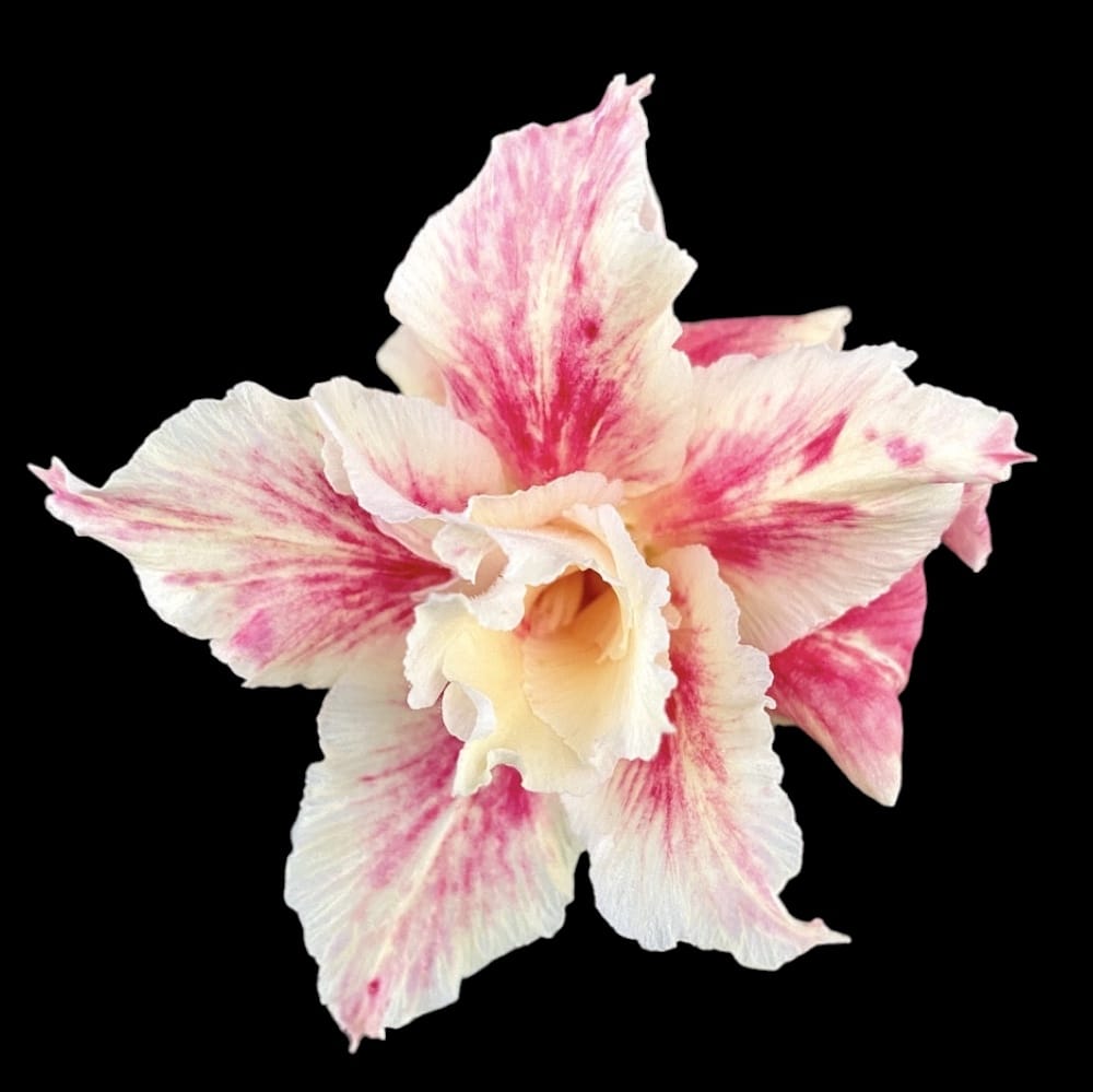 Adenium obesum 'Destiny' – Secret Garden Plant Shop