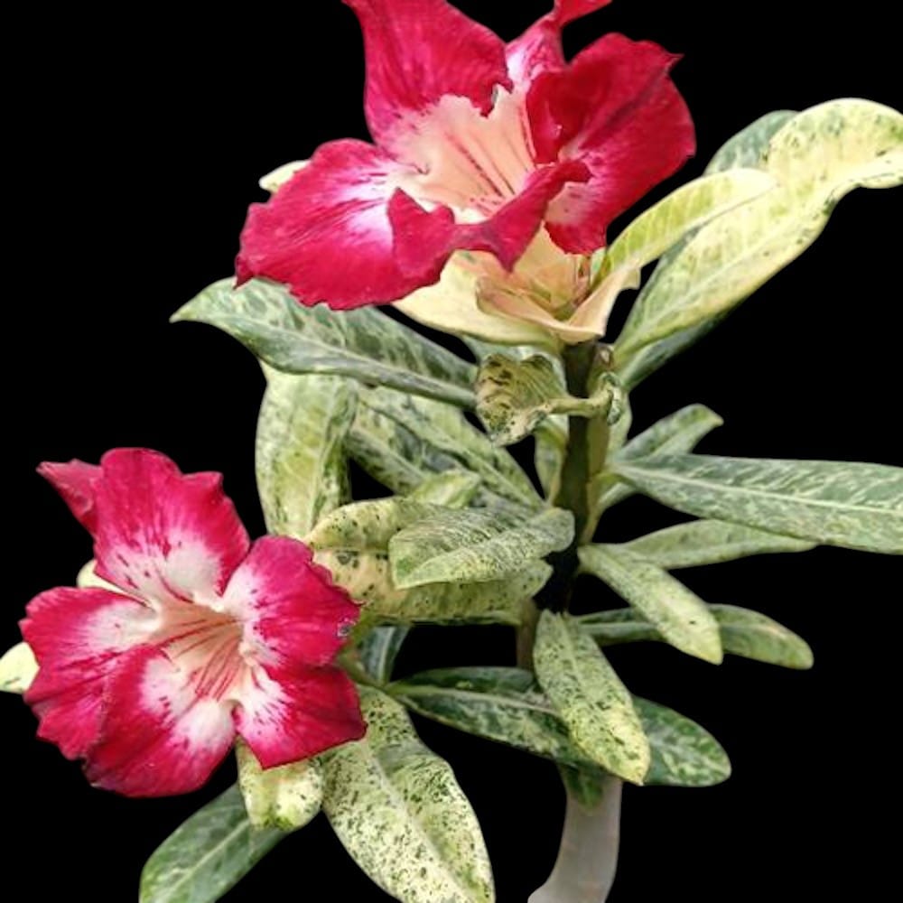 Adenium obesum 'Spot Lilium' (variegated) – Secret Garden Plant Shop