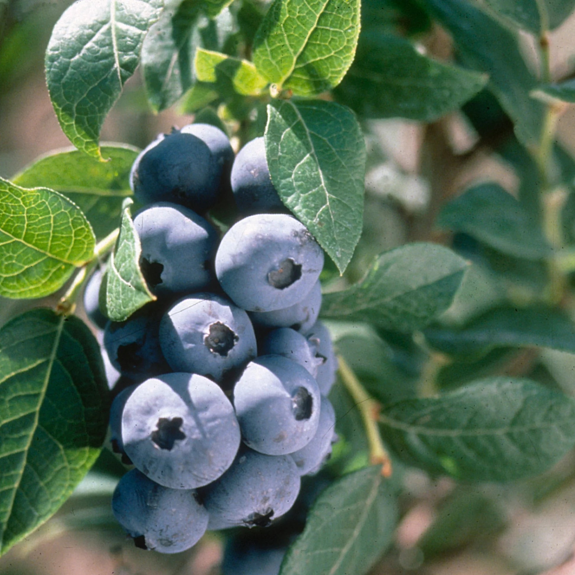 Afin de toamna cu fructe mari si dulci - Vaccinium corymbosum 'Elliott ...