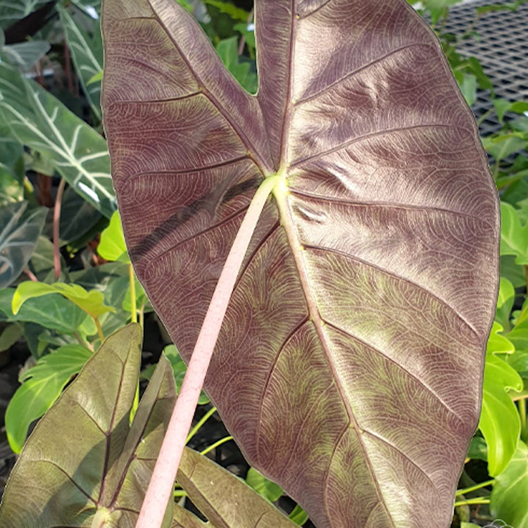 Alocasia lowii 'Morocco' – Floraria Secret Garden (SG)