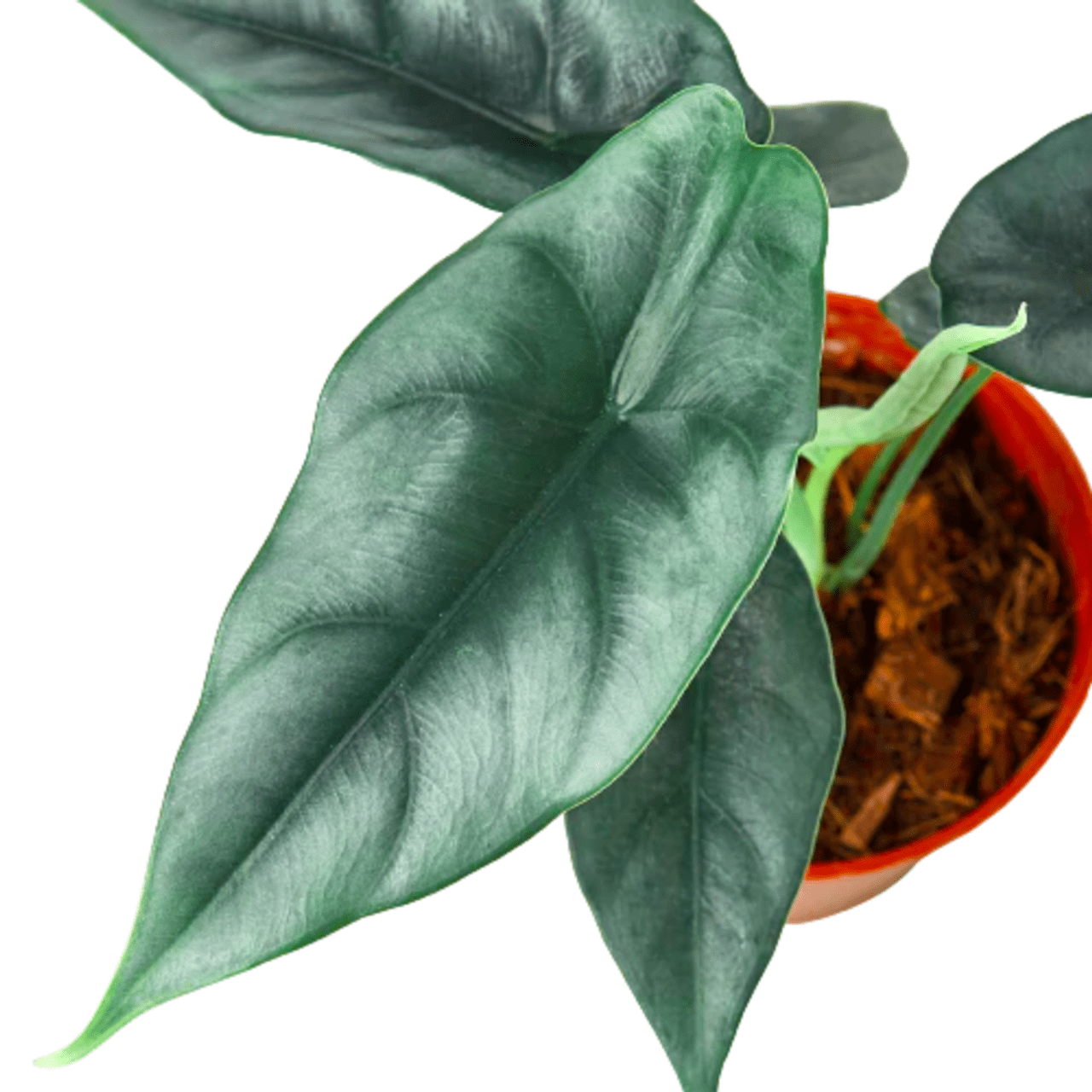 Alocasia reversa – Secret Garden Plant Shop