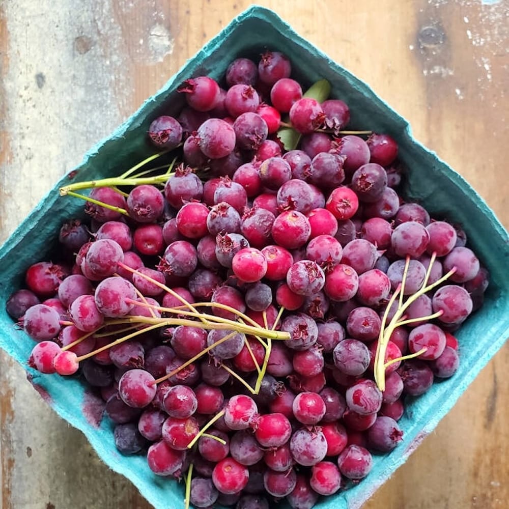 Pomul de stafide - Amelanchier spicata - fructe dulci si aromate (cult ...