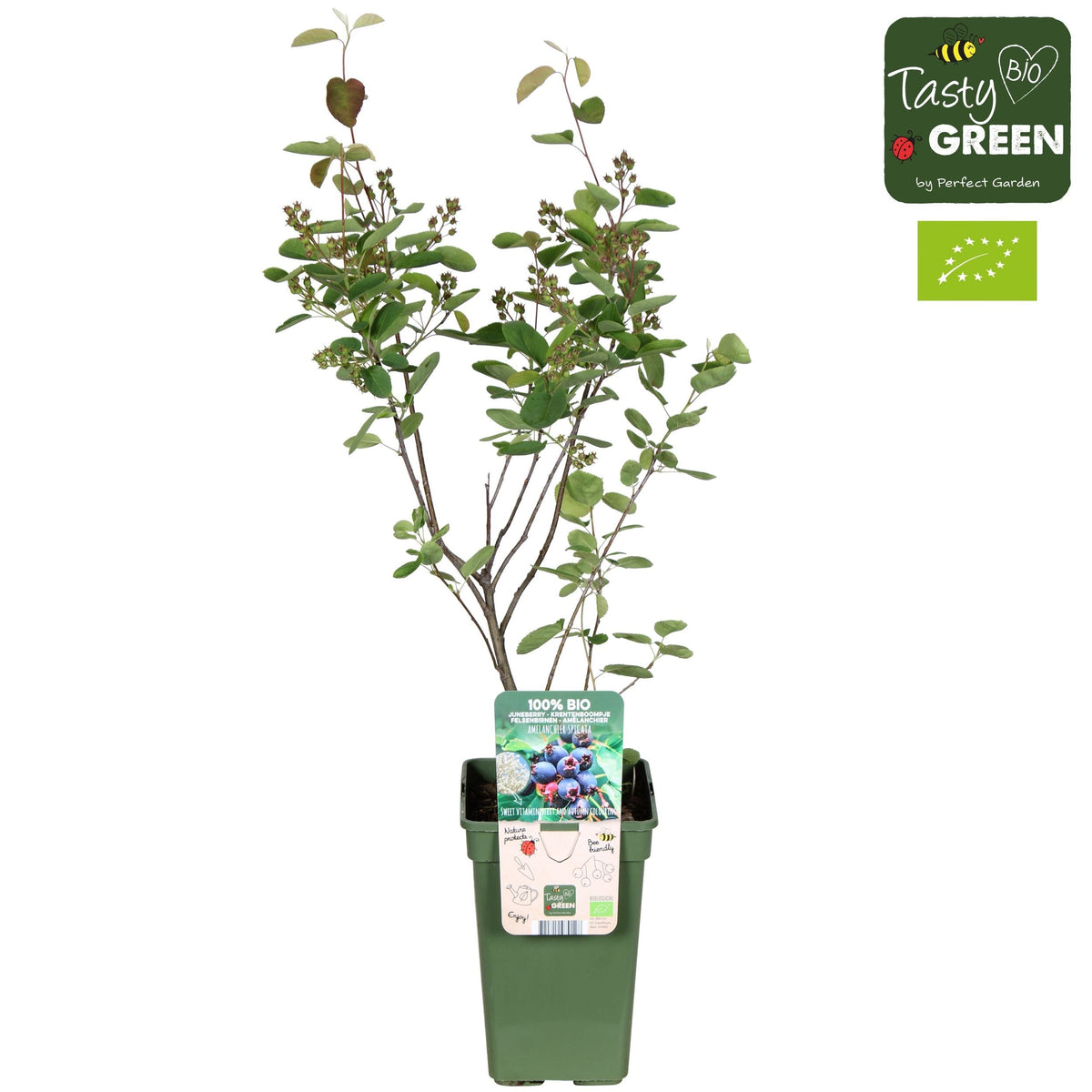 Pomul de stafide - Amelanchier spicata - fructe dulci si aromate (cult ...