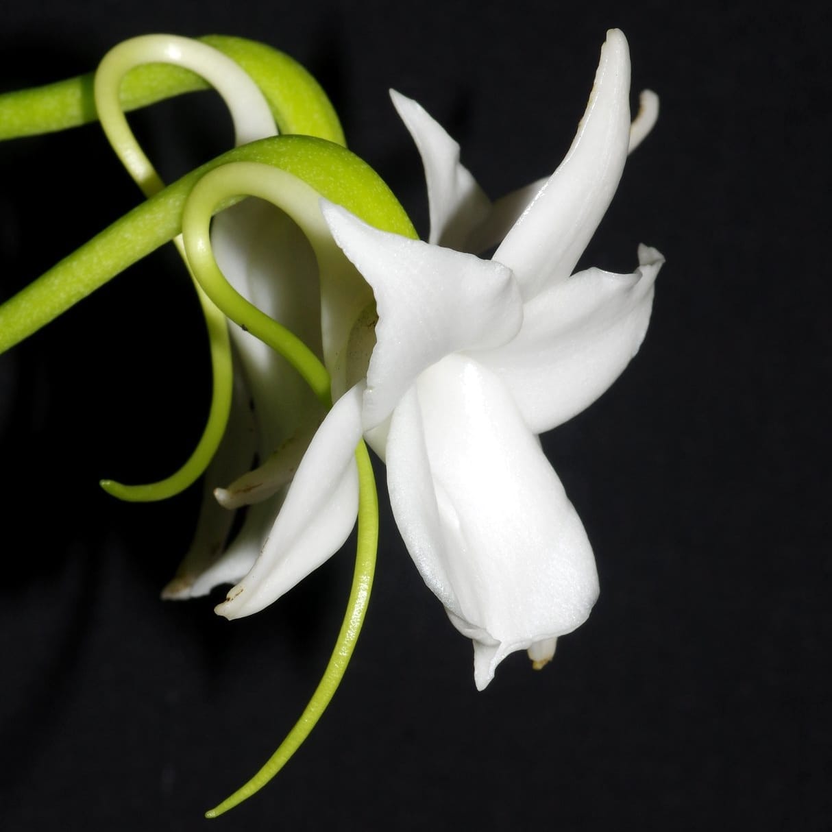 Angraecum magdalenae – Secret Garden Plant Shop
