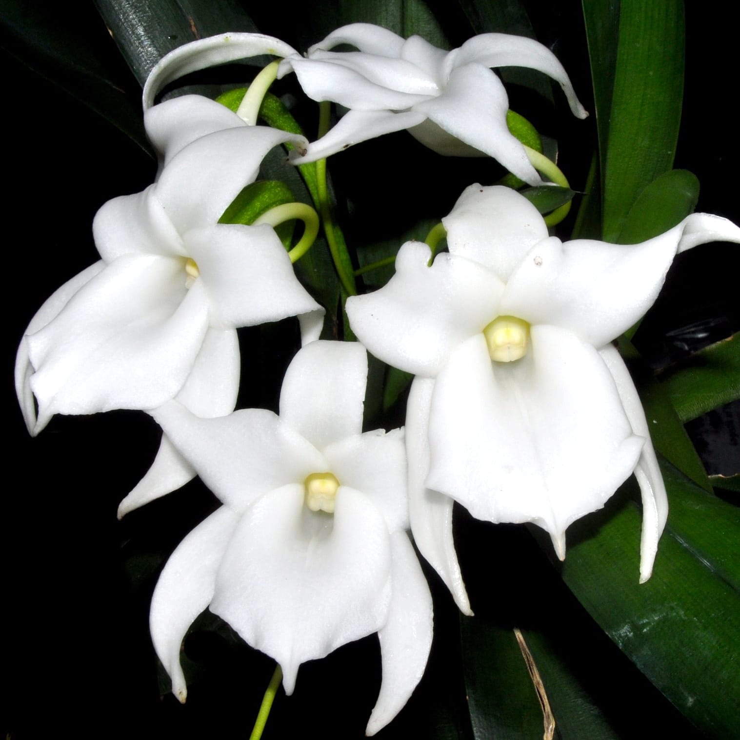 Angraecum magdalenae – Secret Garden Plant Shop