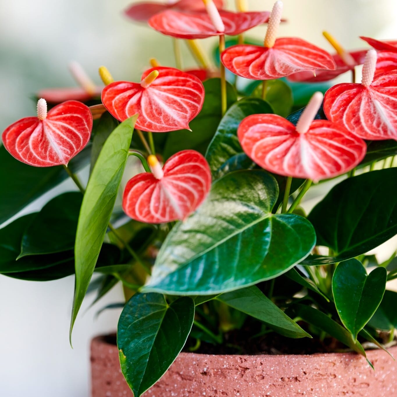 Anthurium Livium Orange - varietate spectaculoasa – Secret Garden Plant ...
