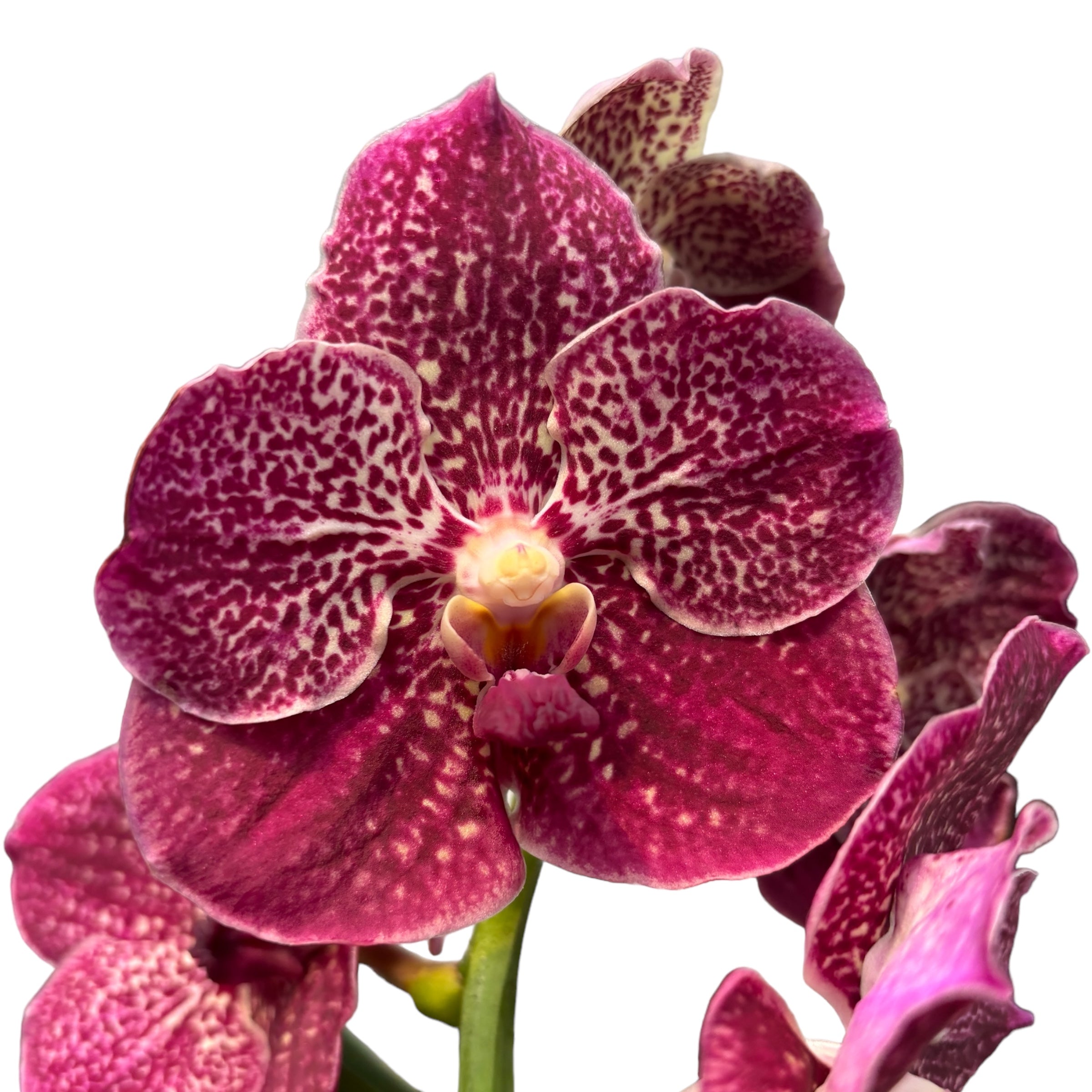 Vanda Chocolate (Ansu) – Secret Garden Plant Shop