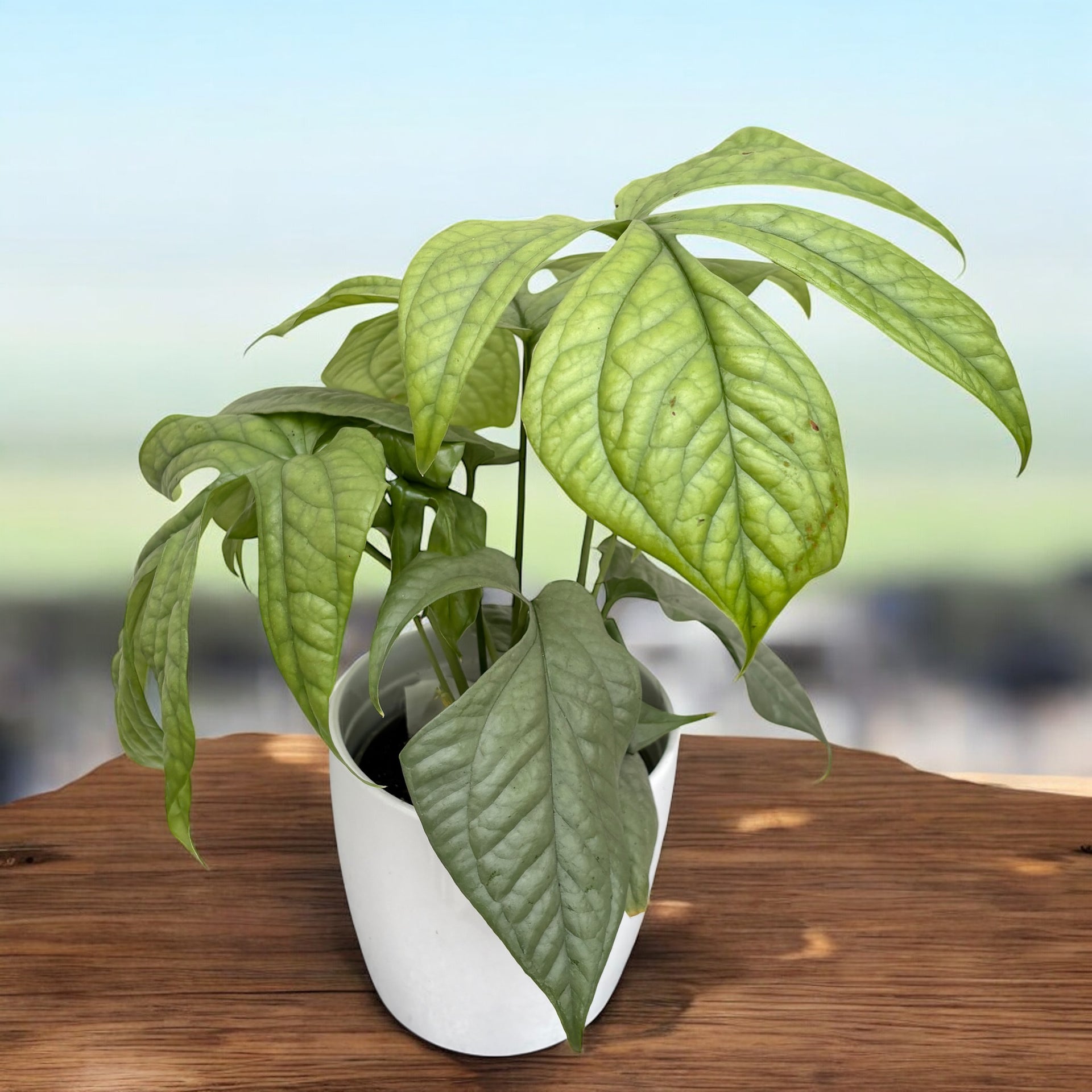 Amydrium medium 'Silver Spiderman' (Spiderman Monstera Silver) – Secret ...