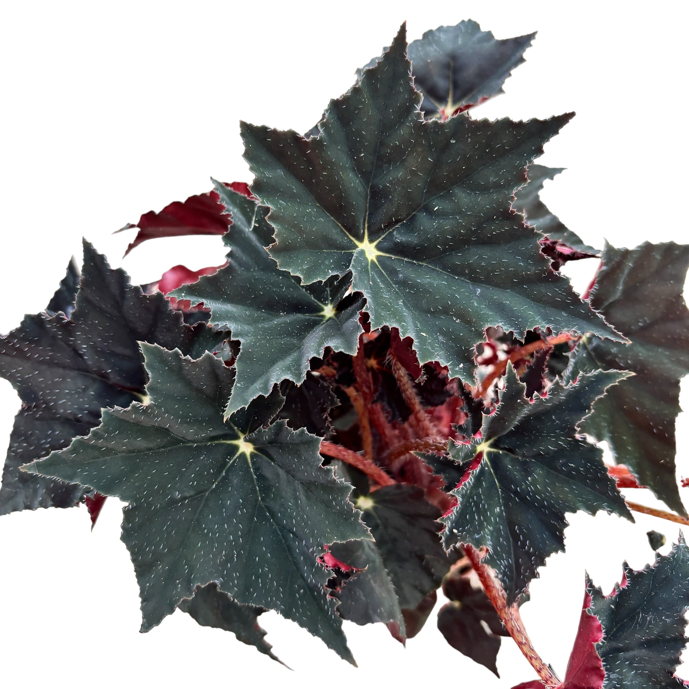 Begonia ‘Black Velvet’ – Secret Garden Plant Shop