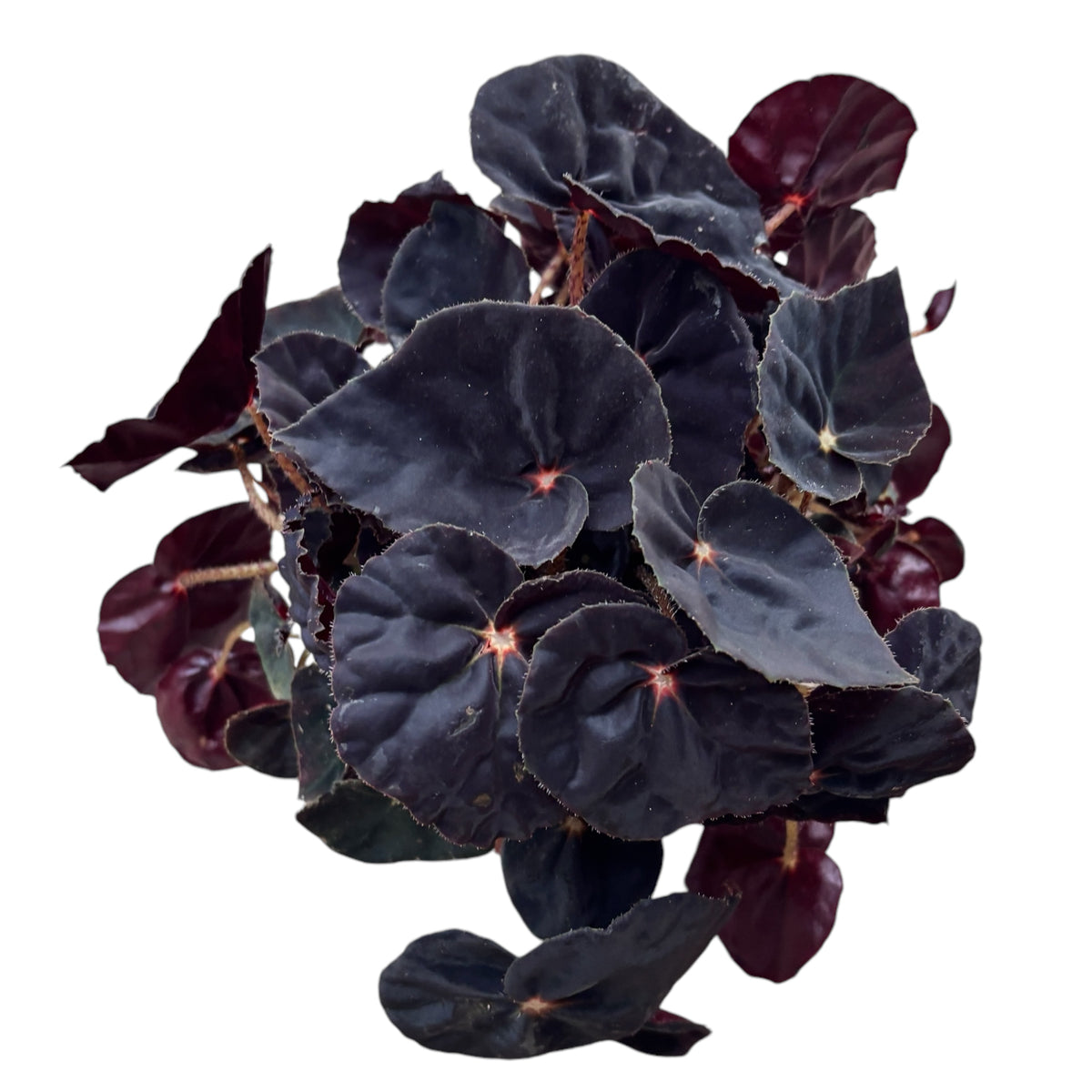Begonia Magic Colours 'Black Mambo' – Secret Garden Plant Shop