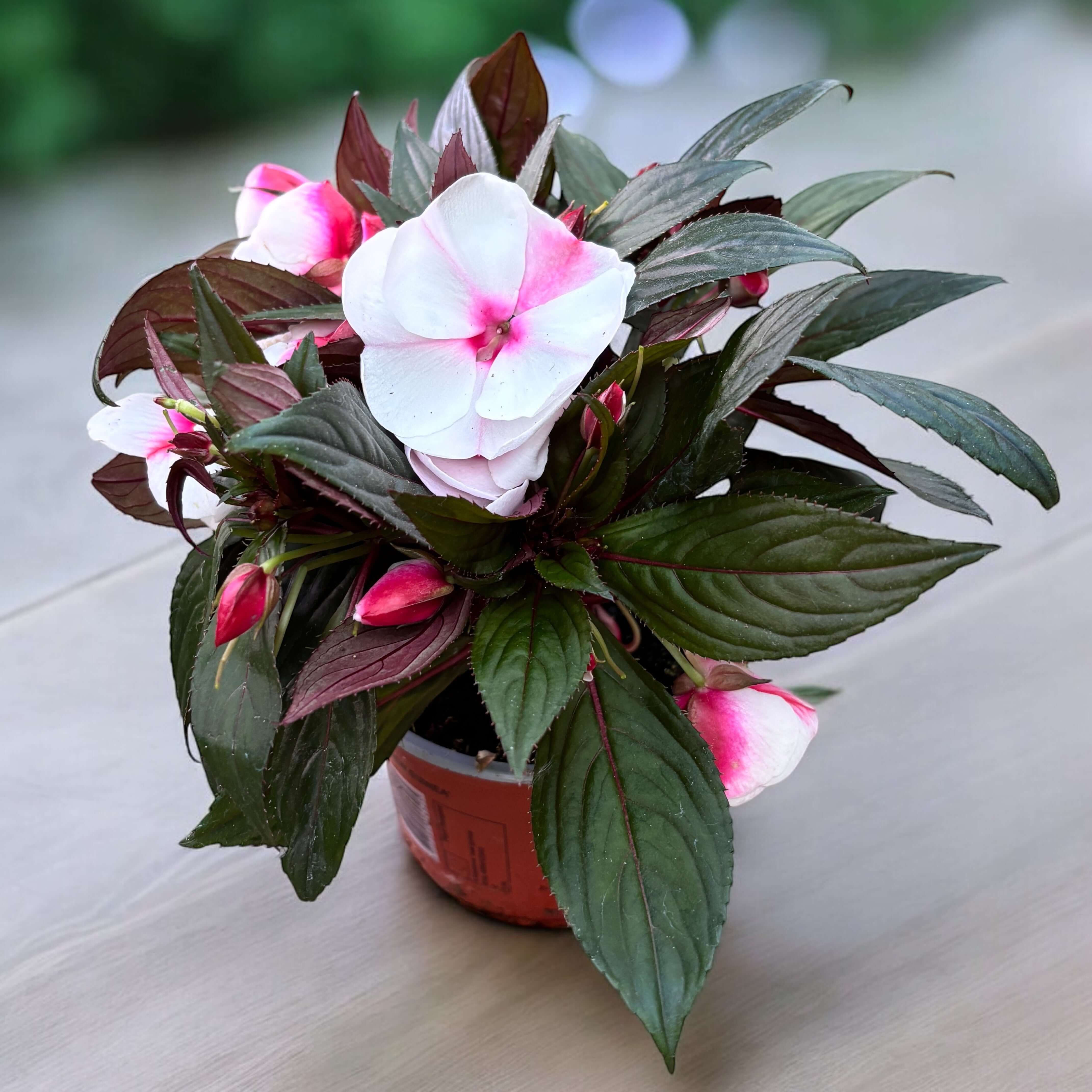Impatiens New Guinea ‘White Pink Eye’ - sporul casei cu flori mari alb ...