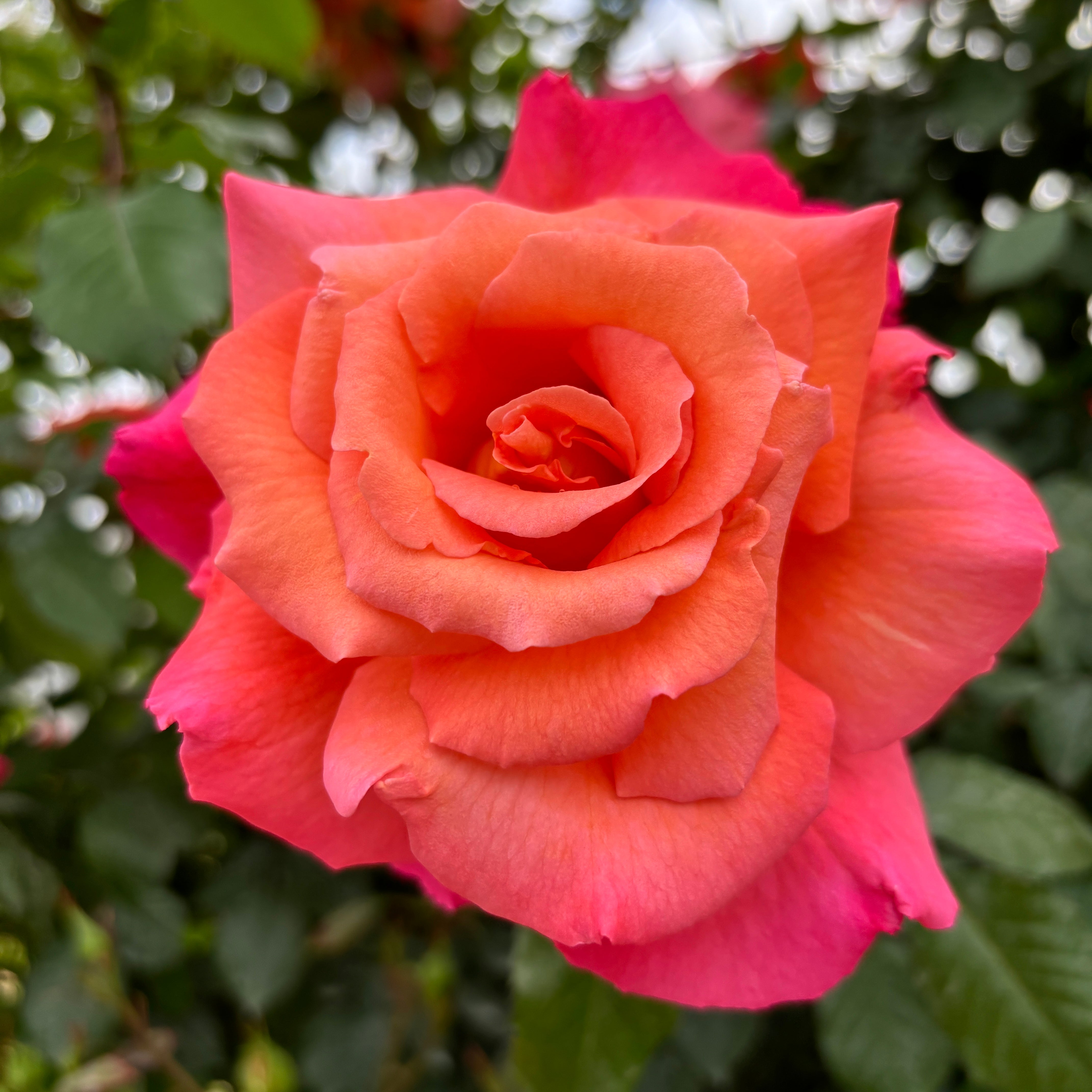 Rosa ‘Westerland’® (Rosa 'Orange Climber') - Trandafir floribunda, cat