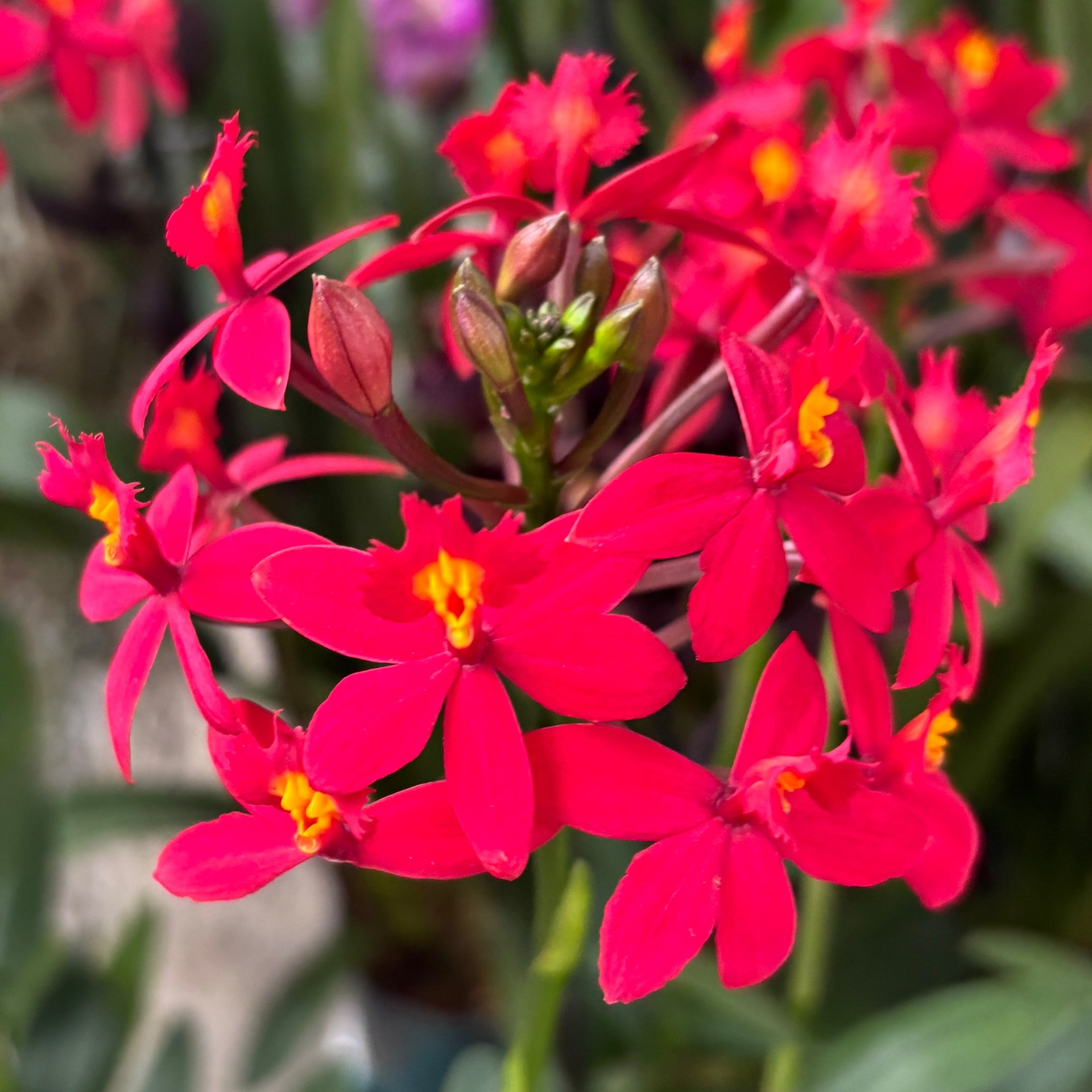 Epidendrum radicans 'Crimson’ – Secret Garden Plant Shop