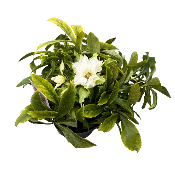 Helleborus orientalis 'Hello Pearl' (Spanz cu flori duble)