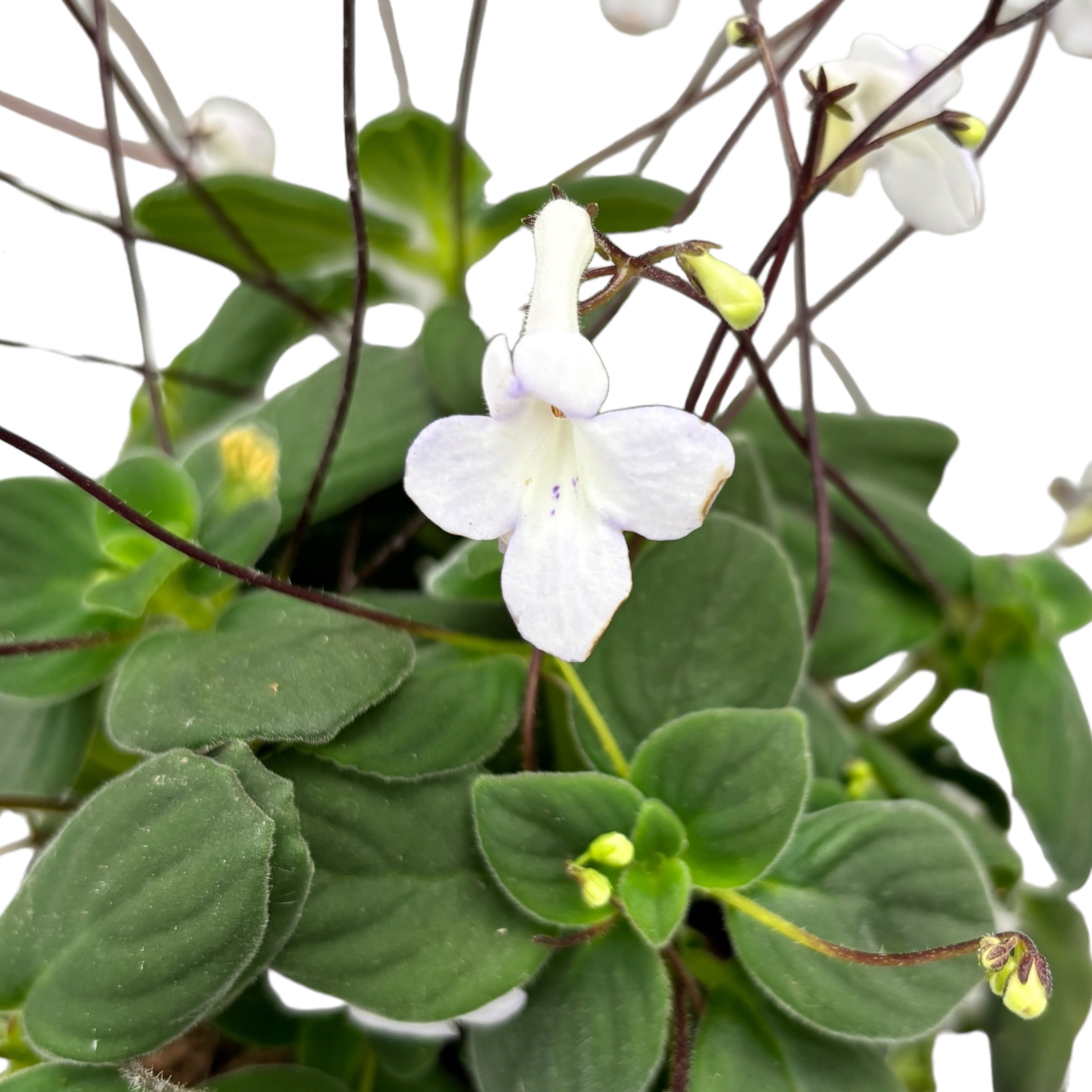 Streptocarpus White Butterfly - Streptocarpella – Secret Garden Plant Shop
