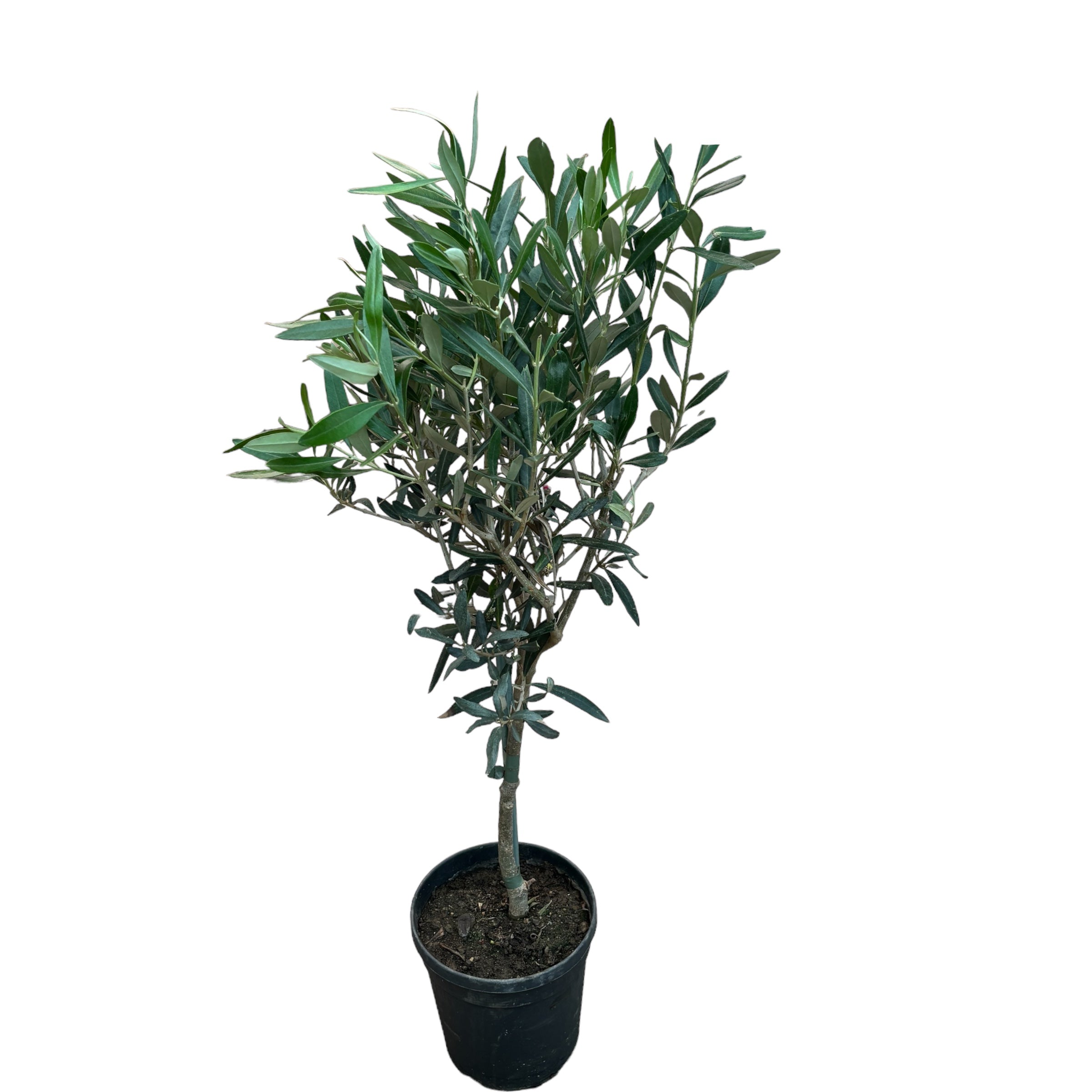 Maslin in ghiveci - Olive tree (Olea Europaea) H60